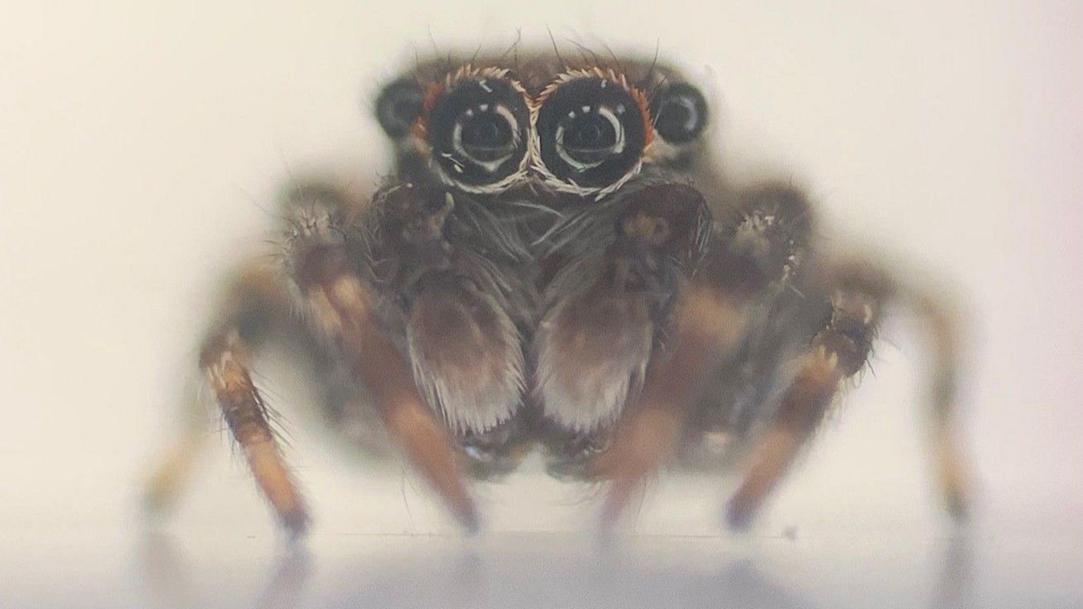 New species of spider to science discovered in Cornwall - BBC News