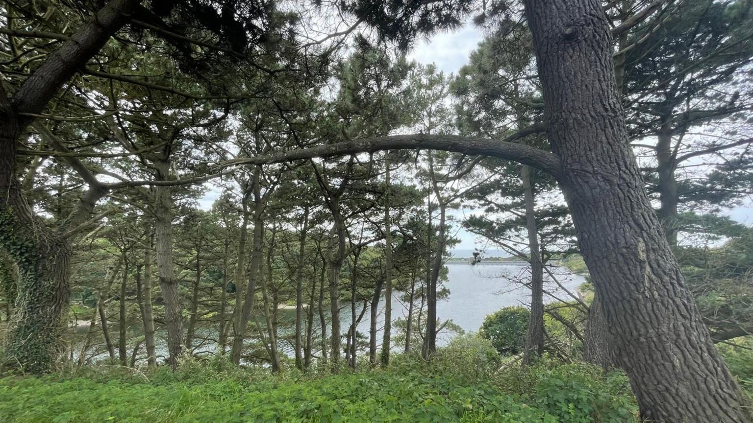 Interactive tree map to be made for Val de la Mare Arboretum - BBC News