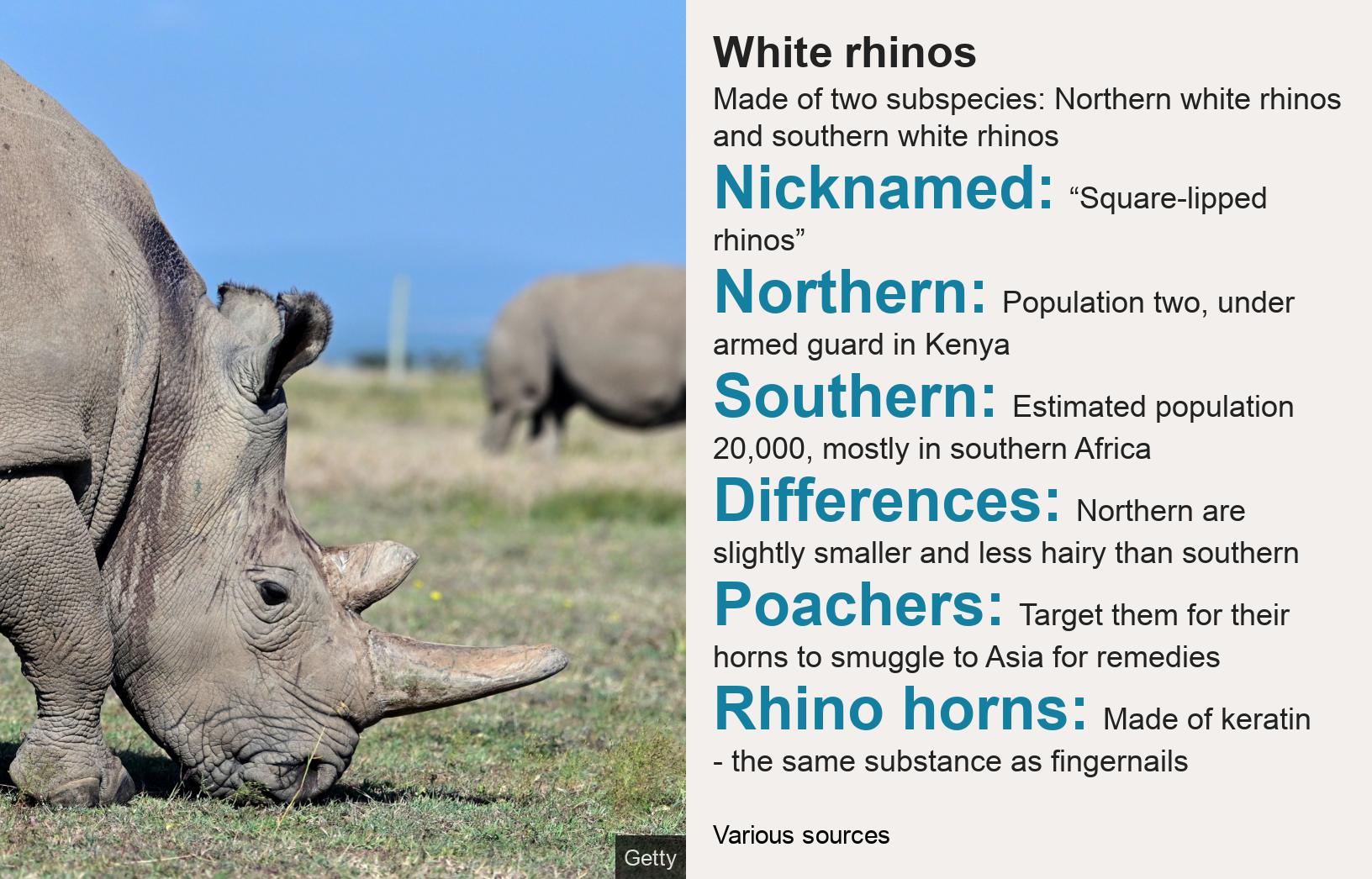 difference in rhinos