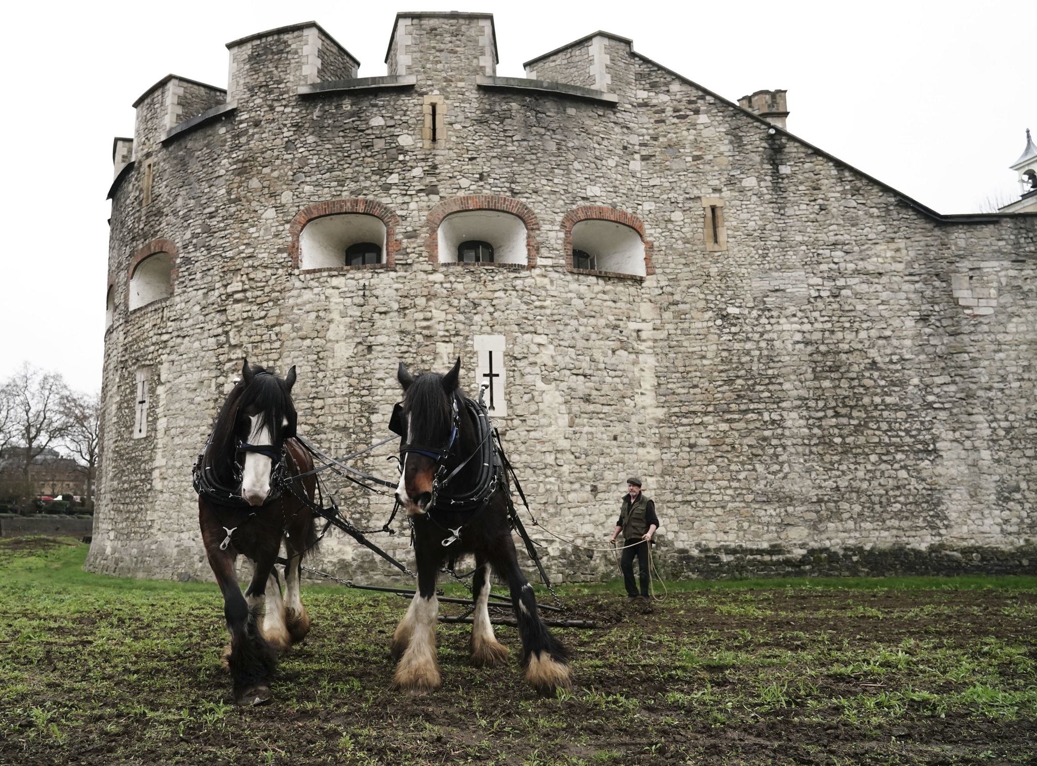 Tower of London: Shire horses prepare moat for bloom - BBC News