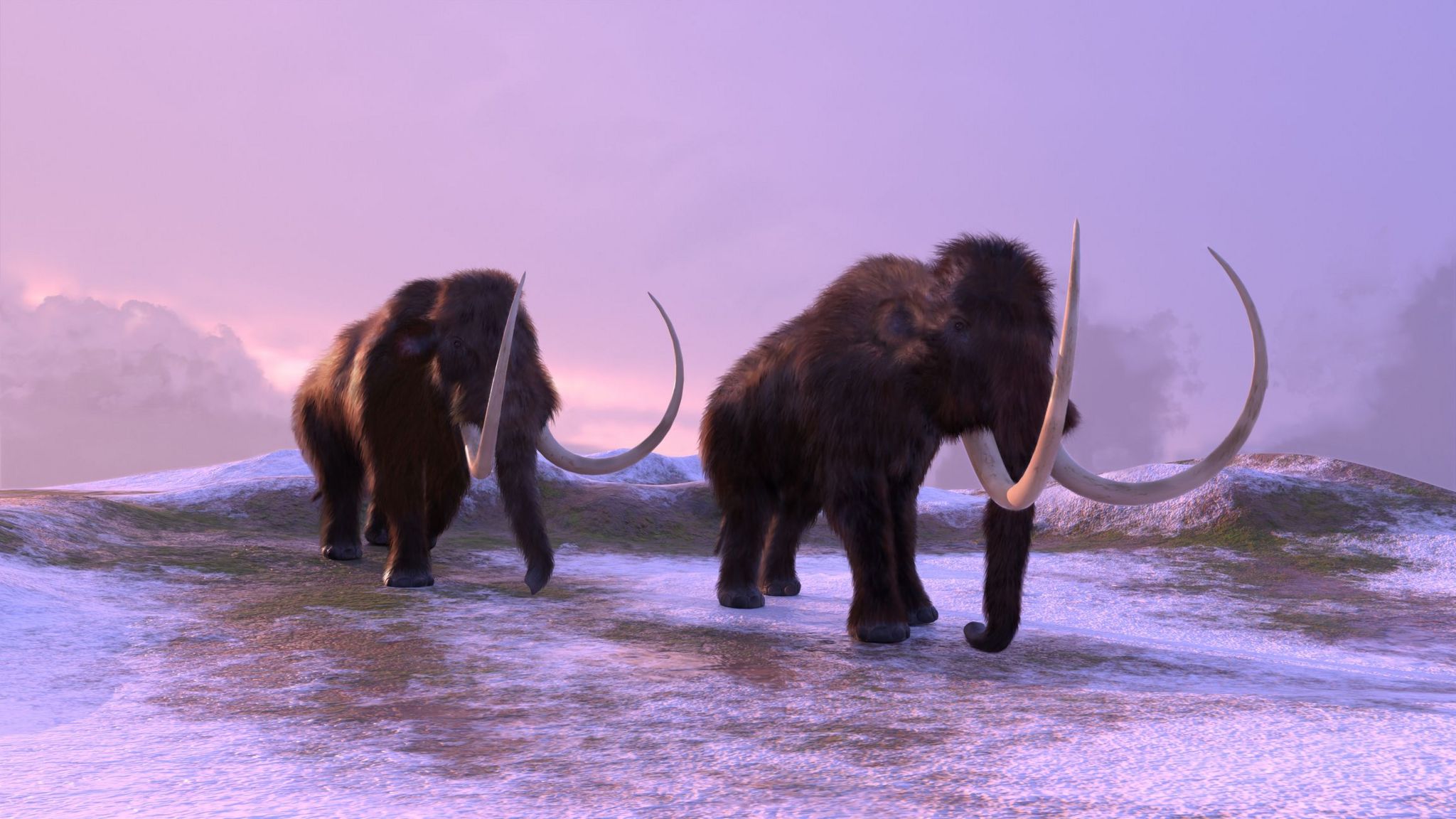 'Sudden event' may be why the woolly mammoths were wiped out - BBC ...