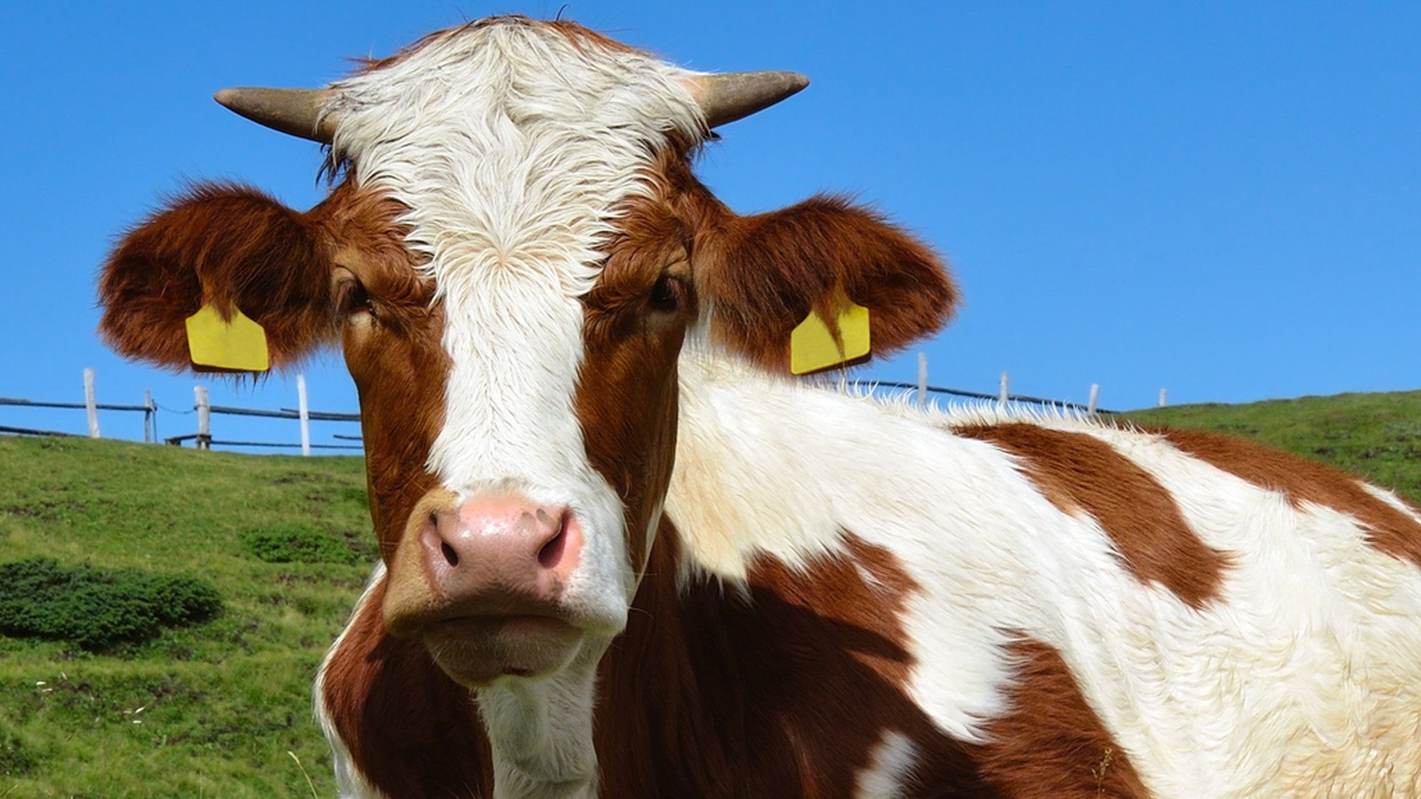 Vet has animal tuberculosis scare - BBC News