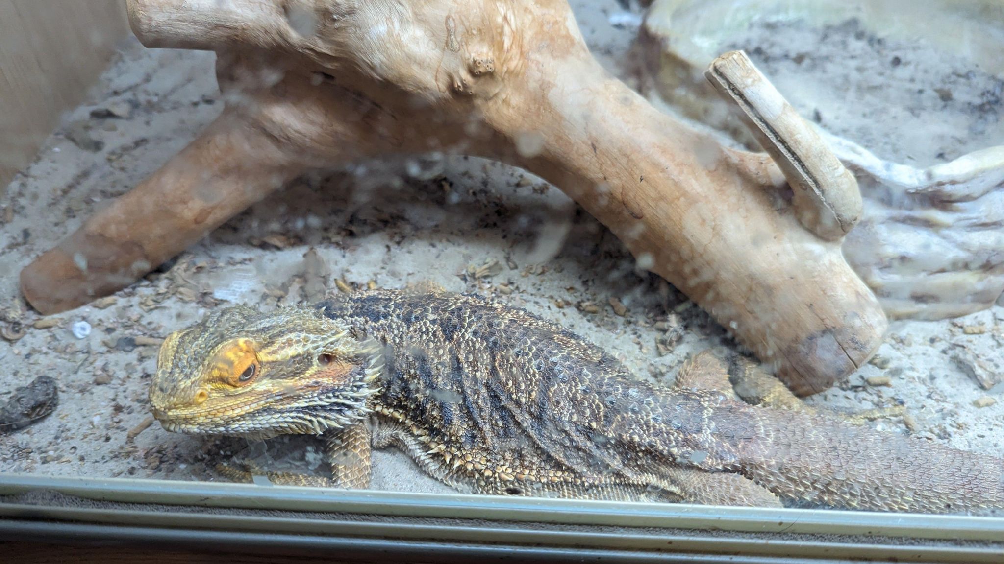 Animal ban and fine for Bolton man who mistreated exotic pets - BBC News