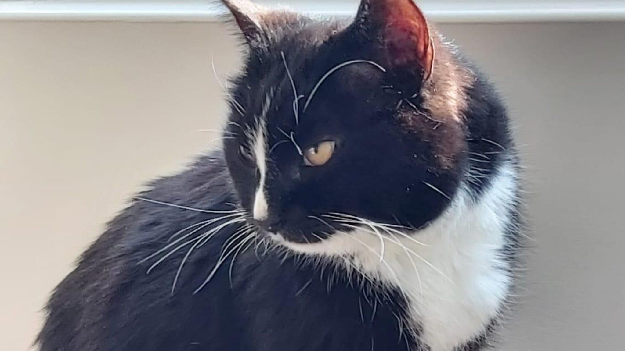 Liverpool kitten rescued from recycling container crush - BBC News