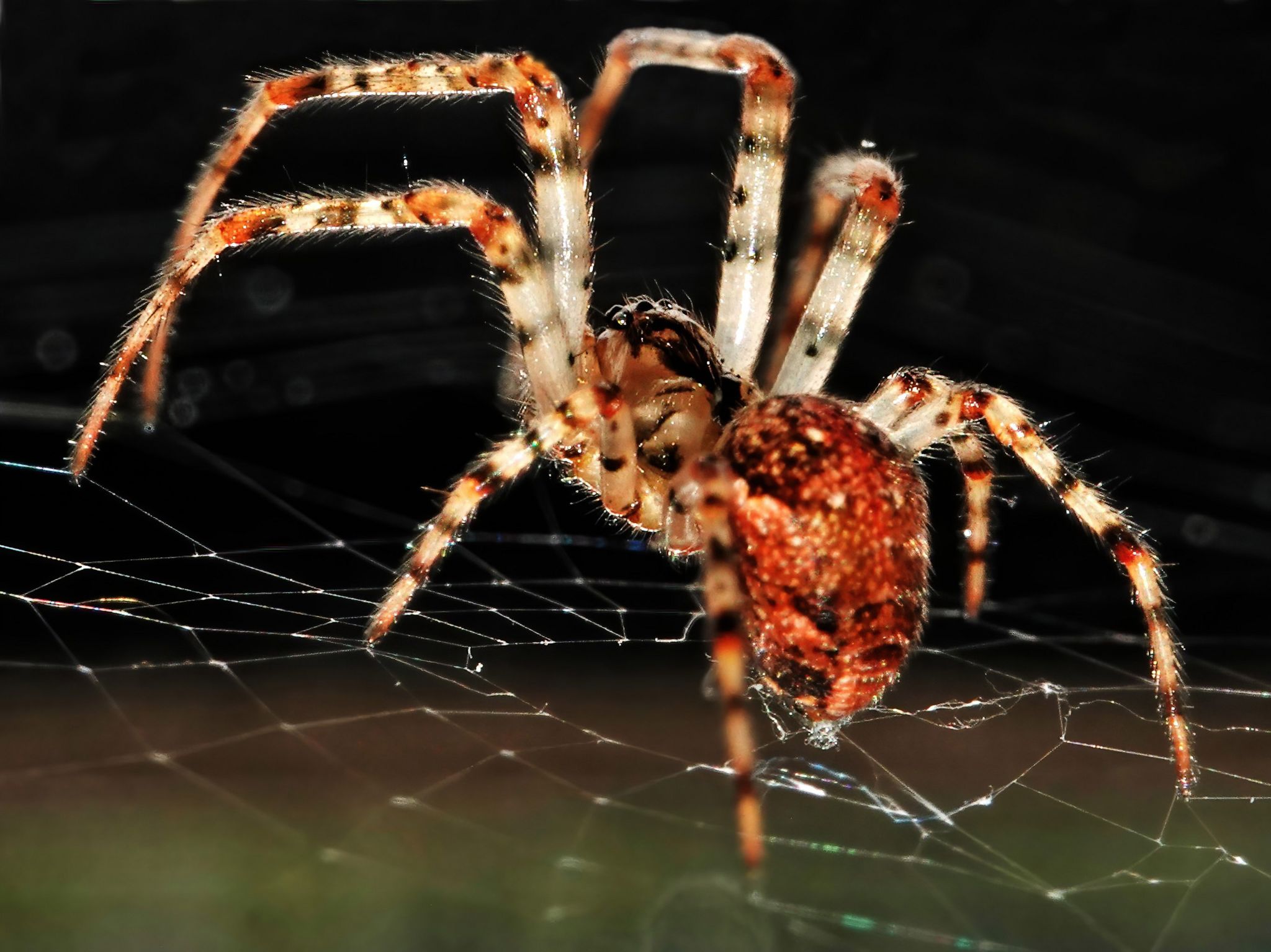 'Trychfilod fel pobl': hobi newydd yn llesol i ŵr o Fôn - BBC Cymru Fyw