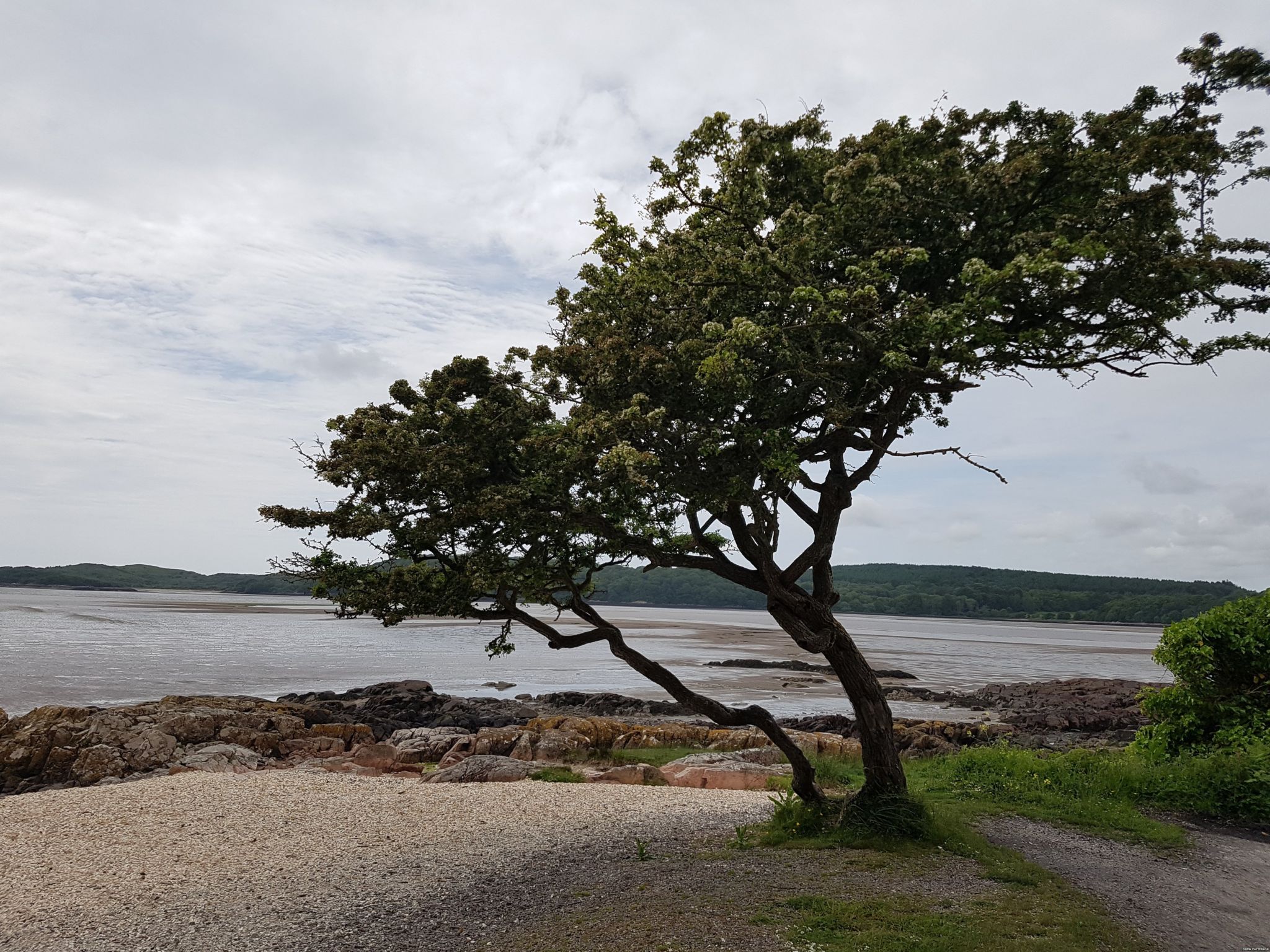 Woodland Trust Tree of the Year 2021: Scotland claim top prize for two ...