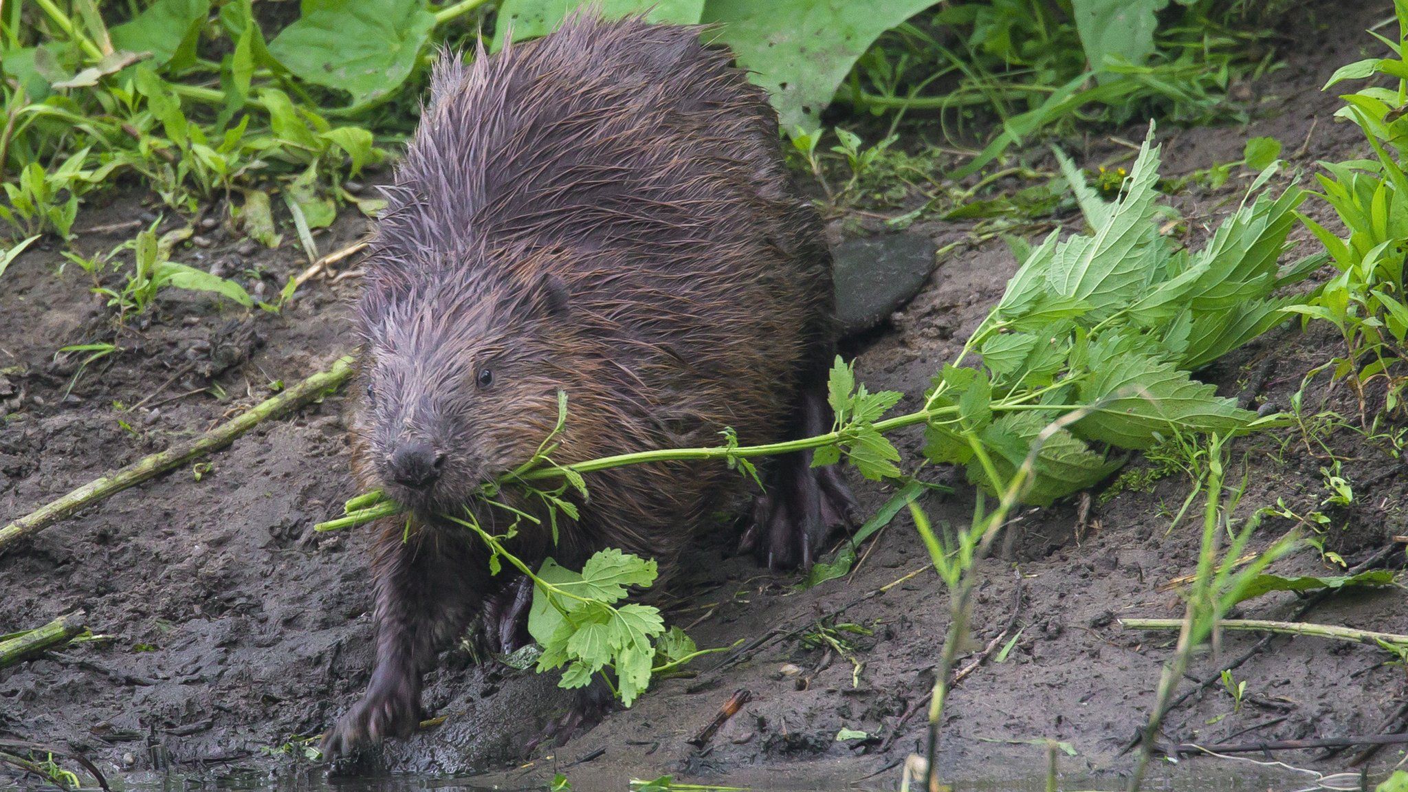 River Avon wild beaver family sighting 'extremely significant' - BBC News