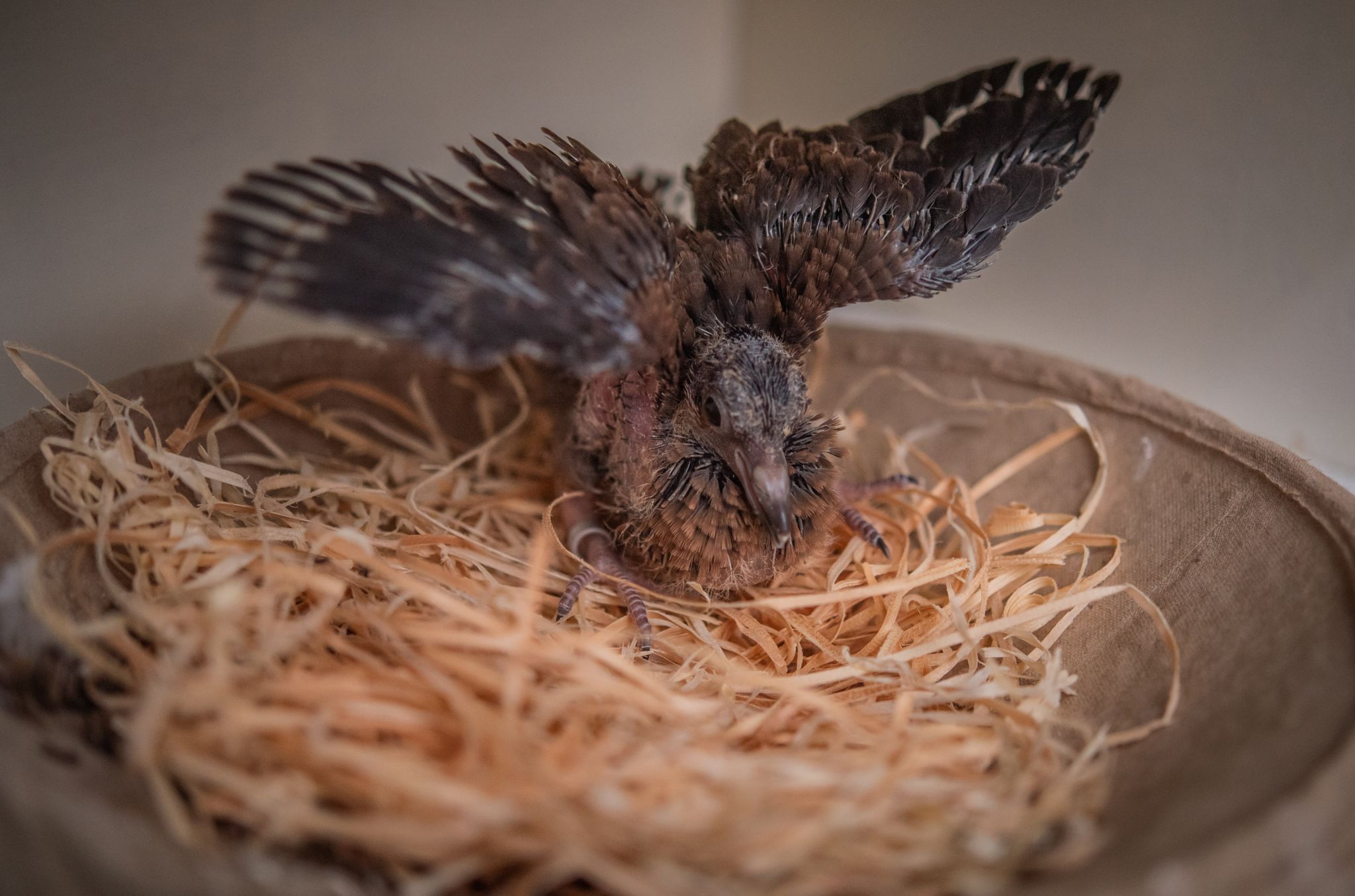 Rare birds: 'Extinct' Socorro doves born at Chester Zoo - BBC Newsround