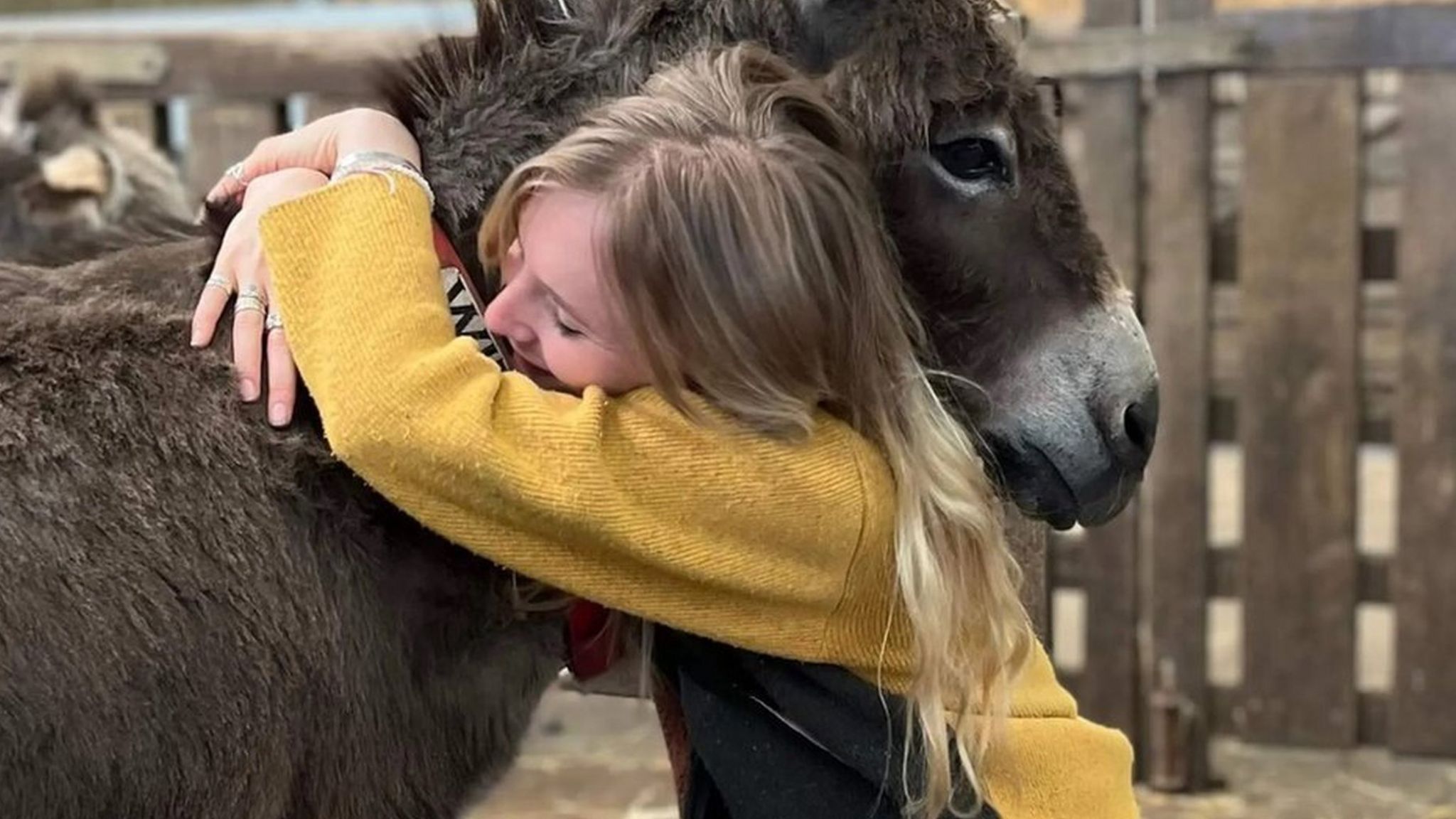 New Forest donkey foal killed in hit and run - BBC News