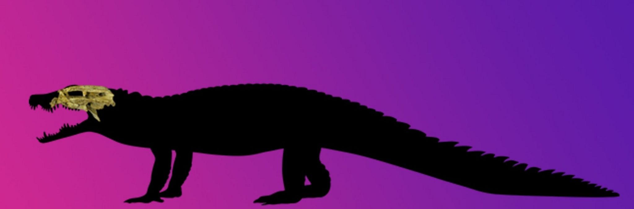 Crocodile: Scientists find out more about tiny Australian crocodile ...