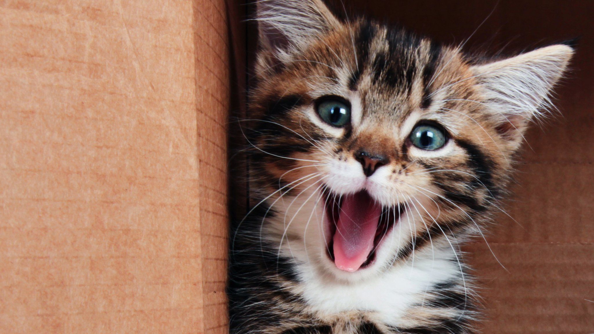 Purrfect! Cat breaks record for loudest purr - BBC Newsround