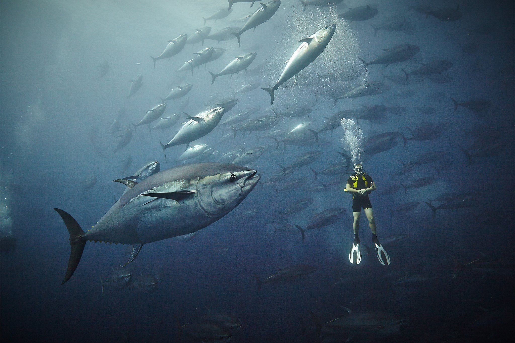 Swimming with elephants and sharks - BBC News