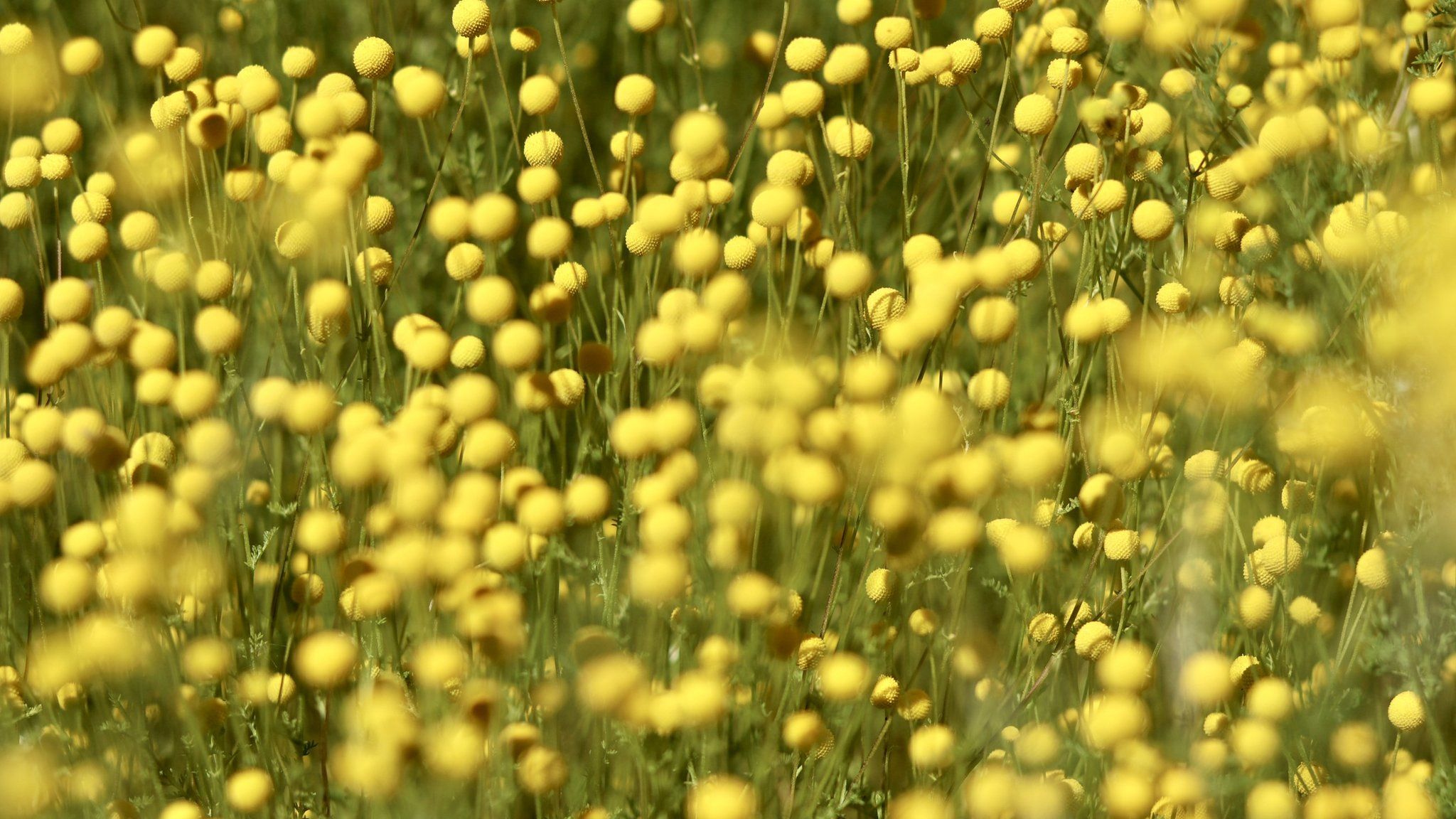 'Stinknet' closes national park in Arizona - BBC Newsround