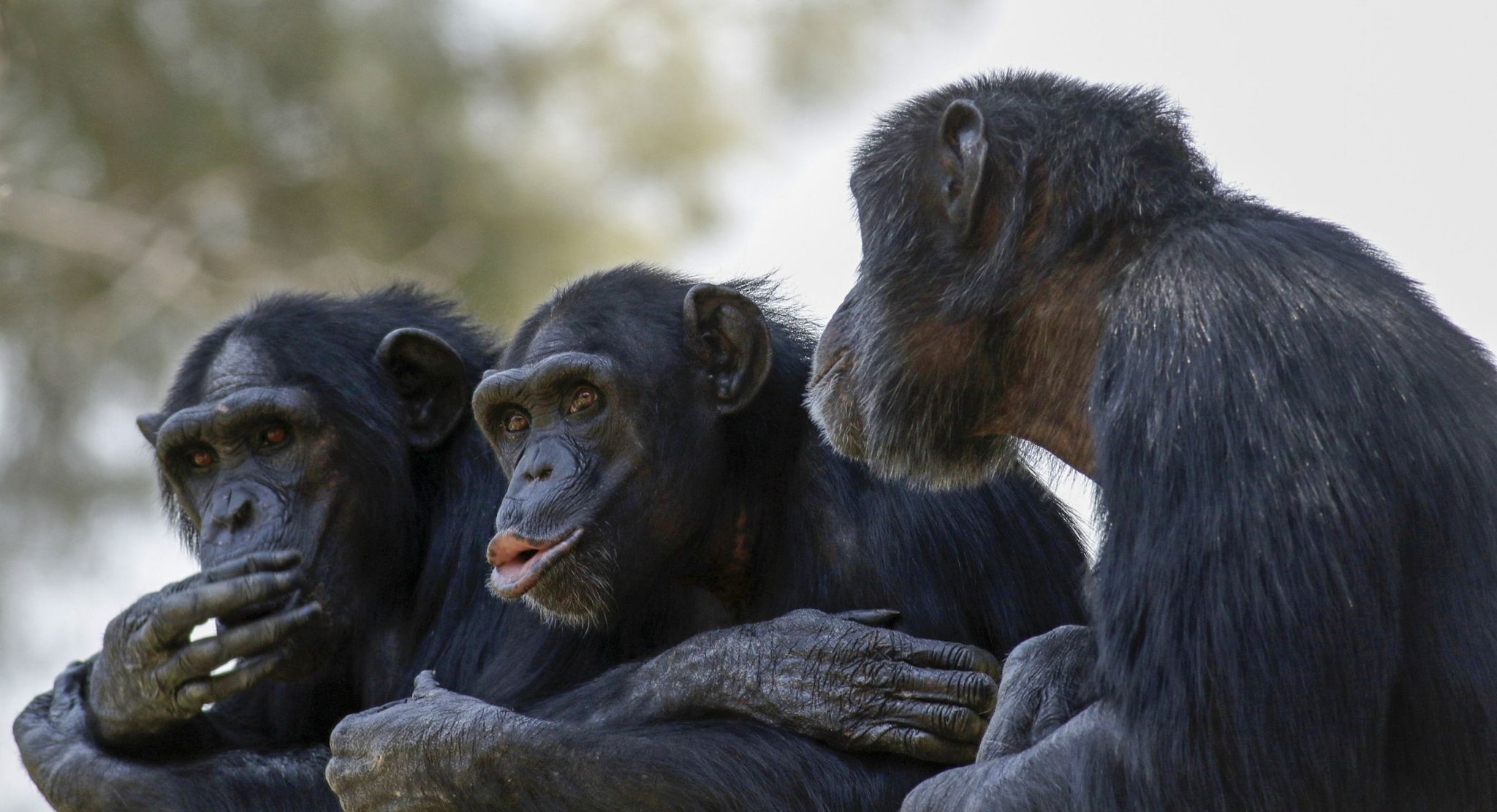 Chimpanzees make friends like humans do - BBC Newsround