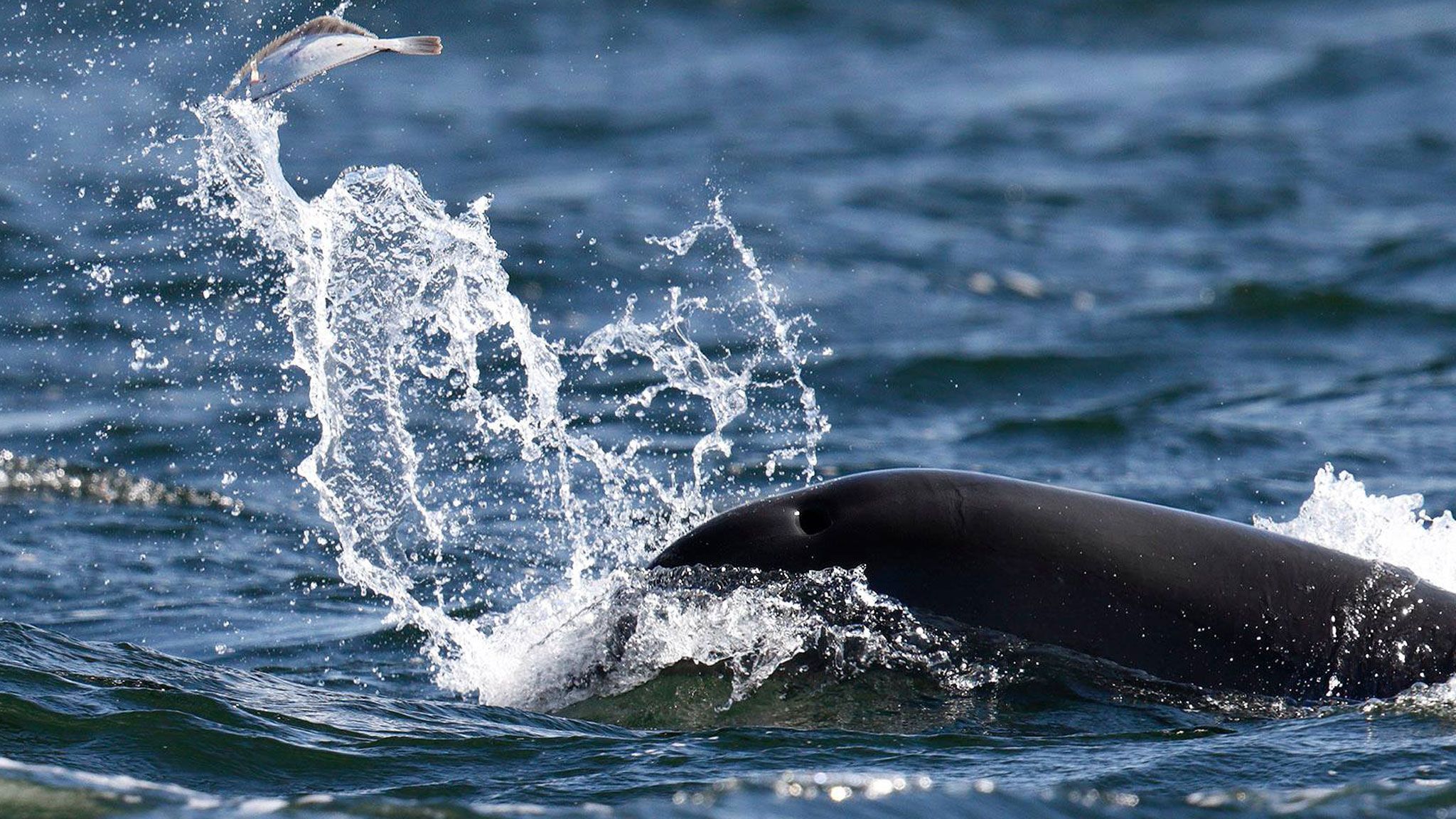 Flying fish: Moray Firth dolphin plays with its meal - BBC News