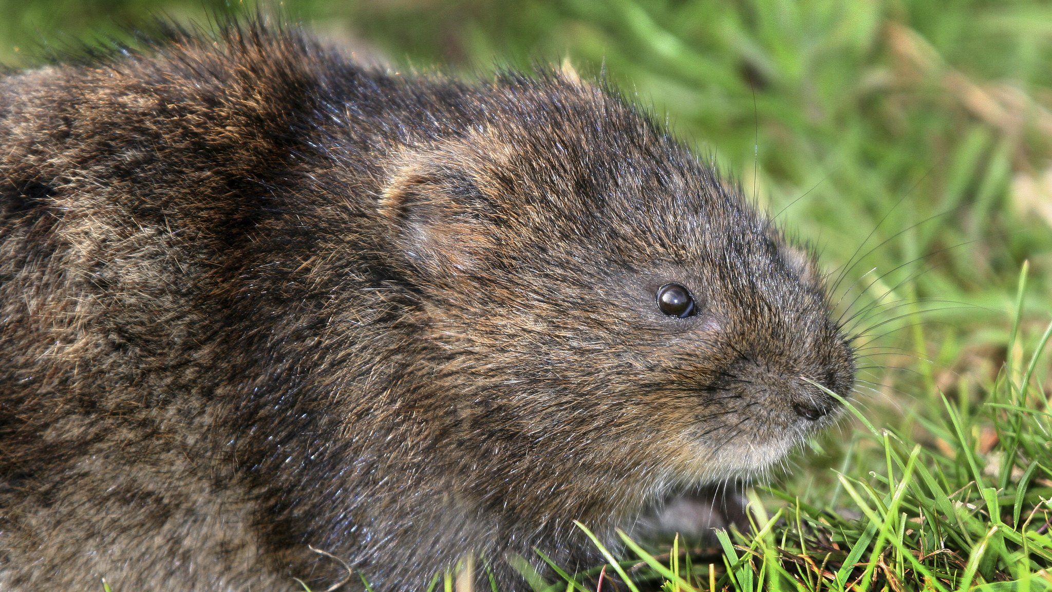 Water voles: National Trust releasing 100 in Yorkshire Dales - BBC News