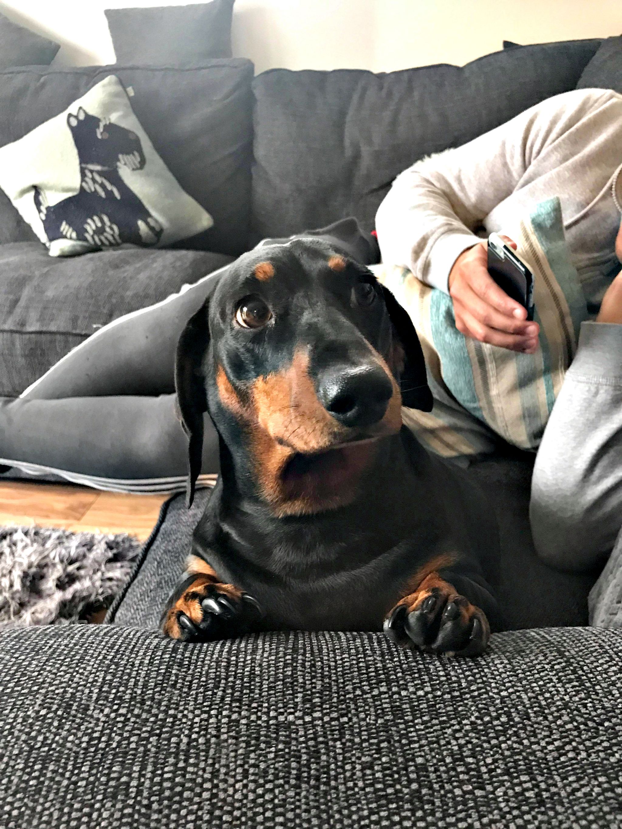 Pesky pooch: This dog pinches things from all over the house! - BBC ...