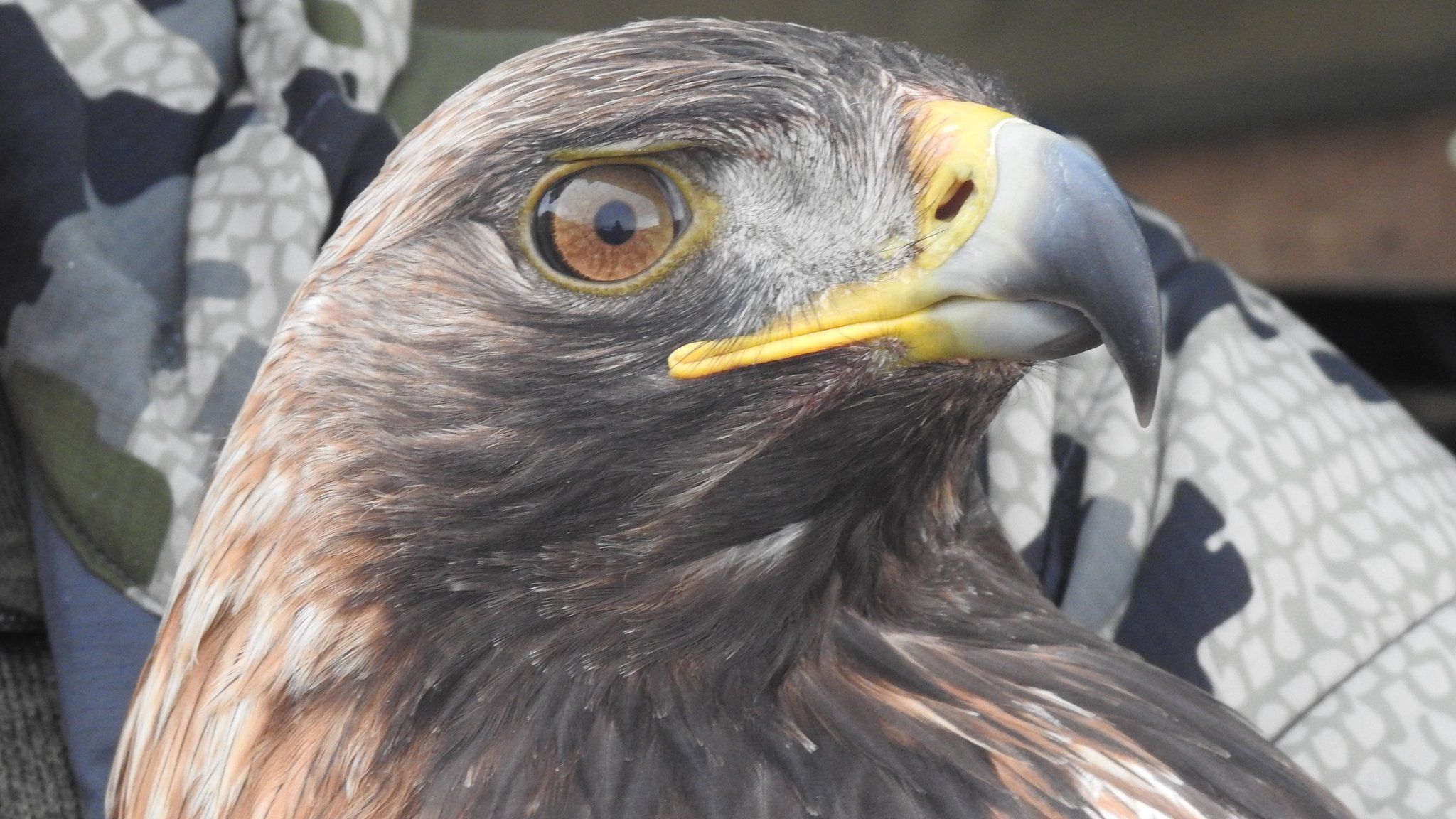 South Scotland golden eagle project hits milestone with six new chicks ...