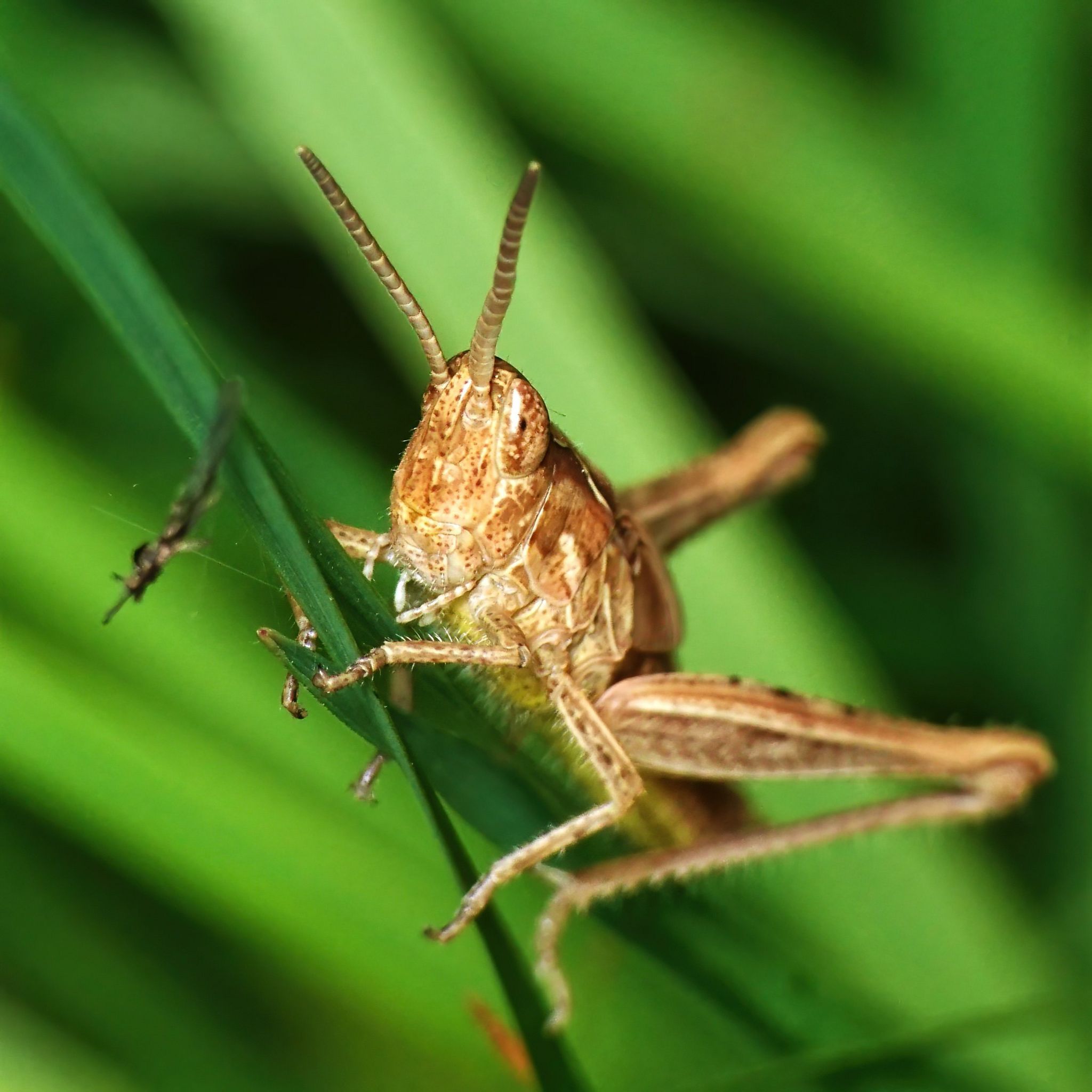 'Trychfilod fel pobl': hobi newydd yn llesol i ŵr o Fôn - BBC Cymru Fyw