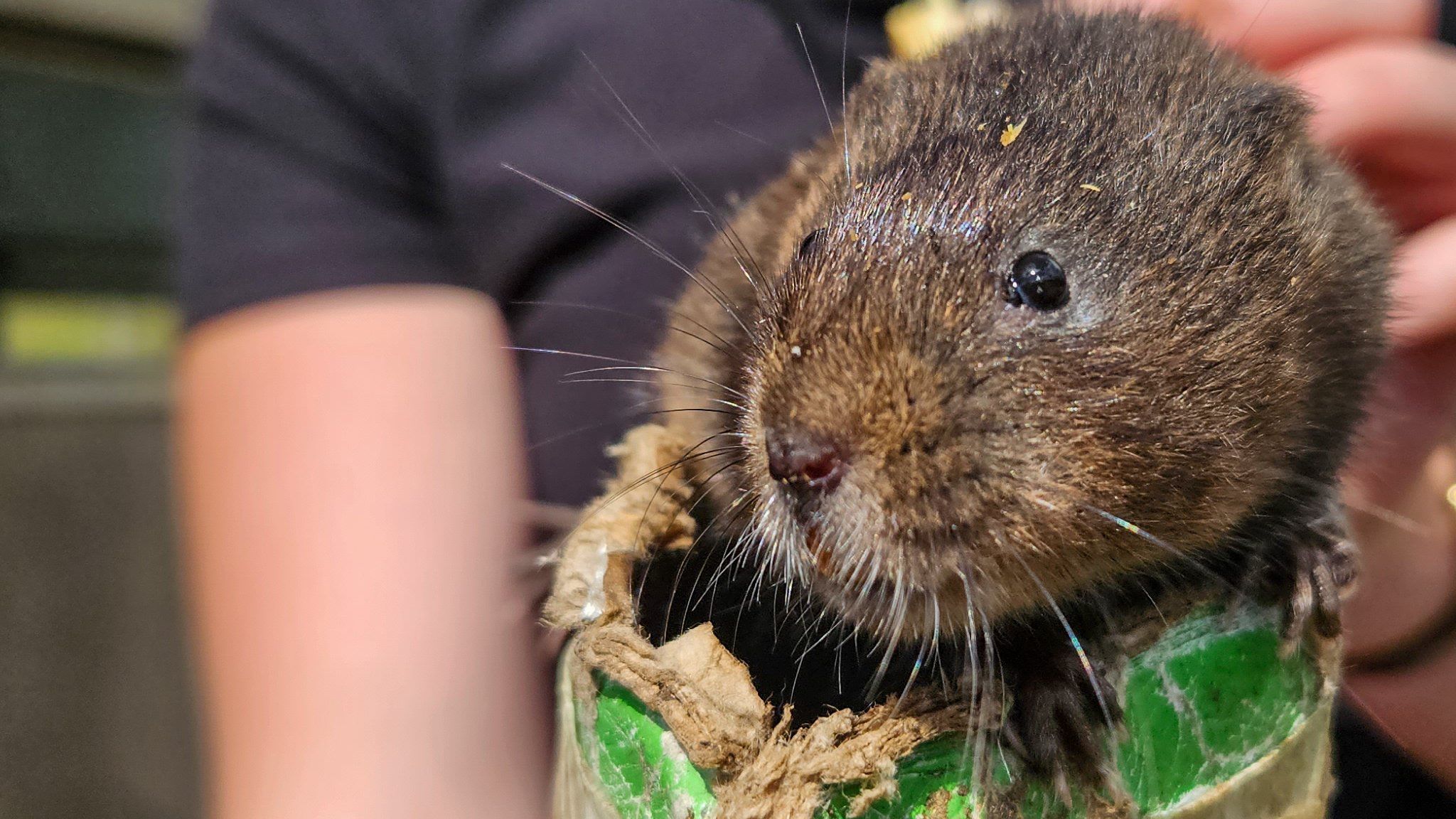Water voles released into Devon river - BBC News