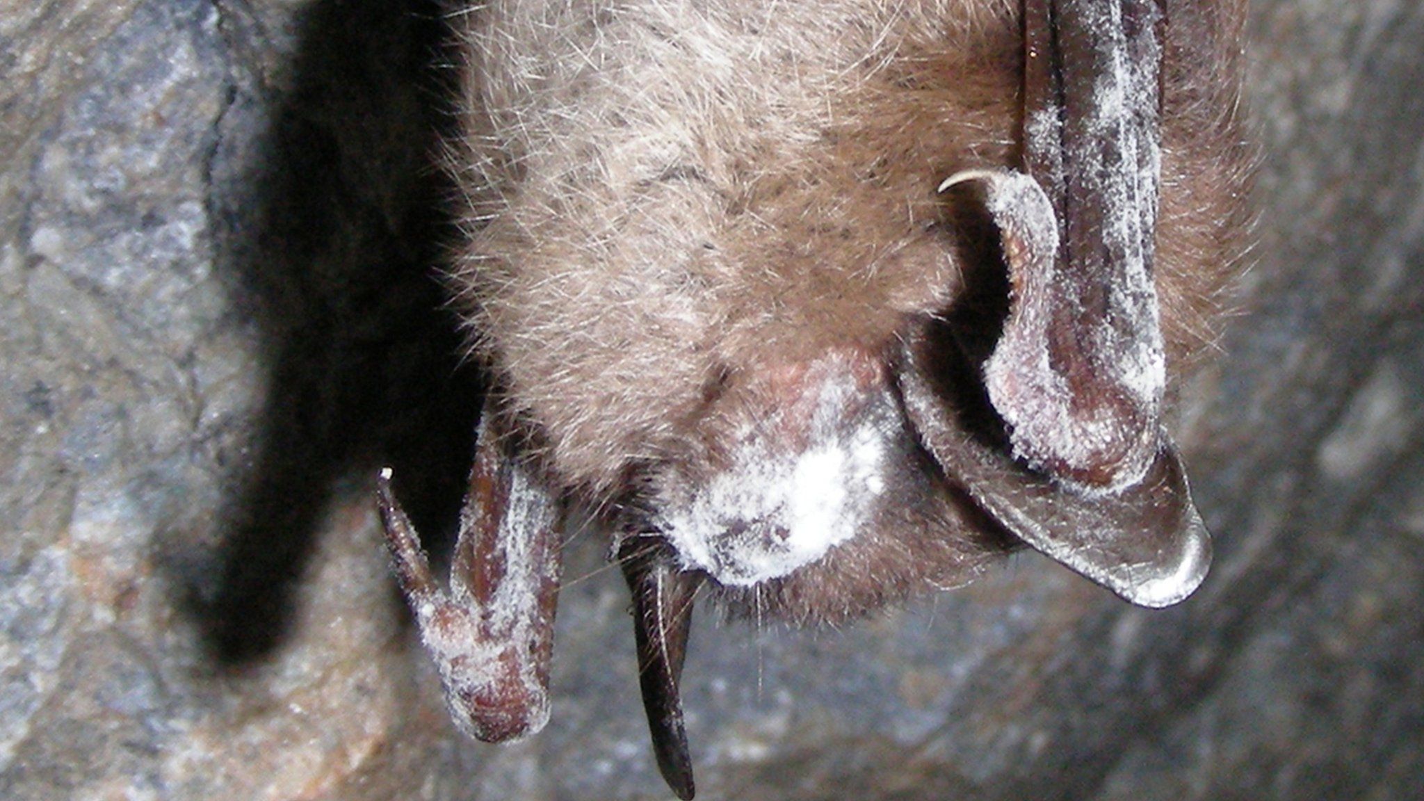 Chile worried about 'bat plague' as more appear in homes - BBC News