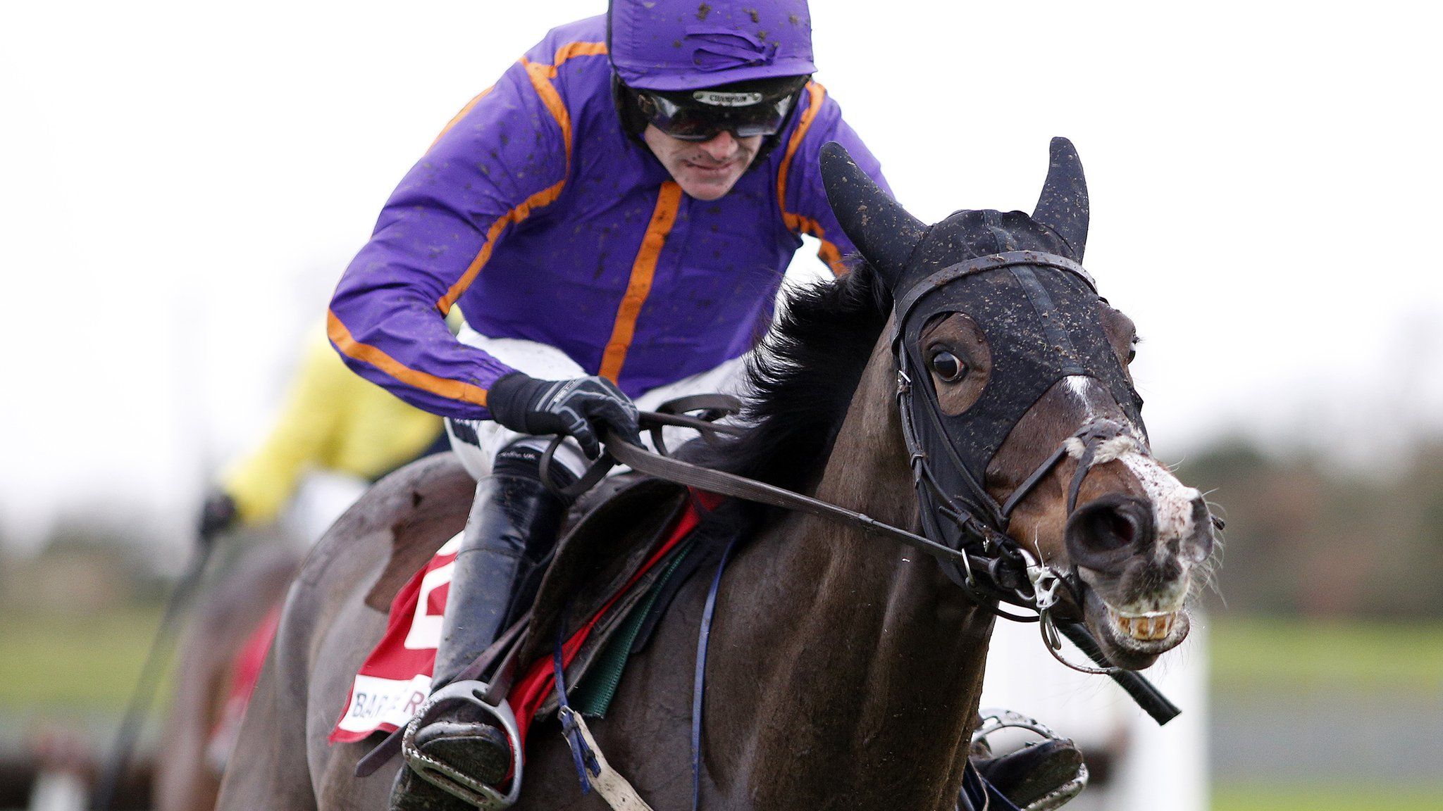 Racehorse Rebel Rover survives two-hour, 11km swim in Brisbane - BBC Sport