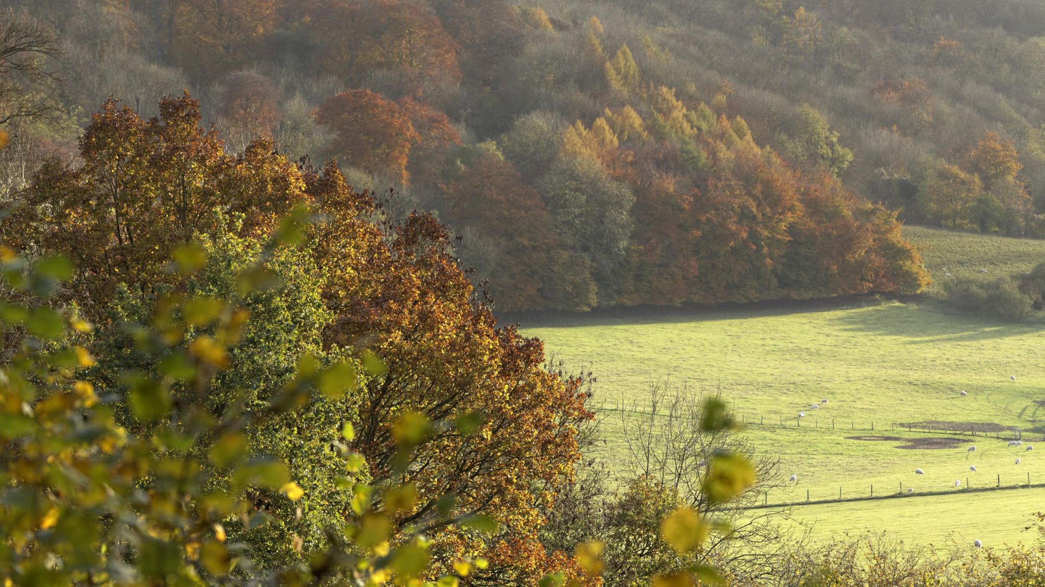 Ashridge Estate: Ancient woodland restoration will protect habitats ...