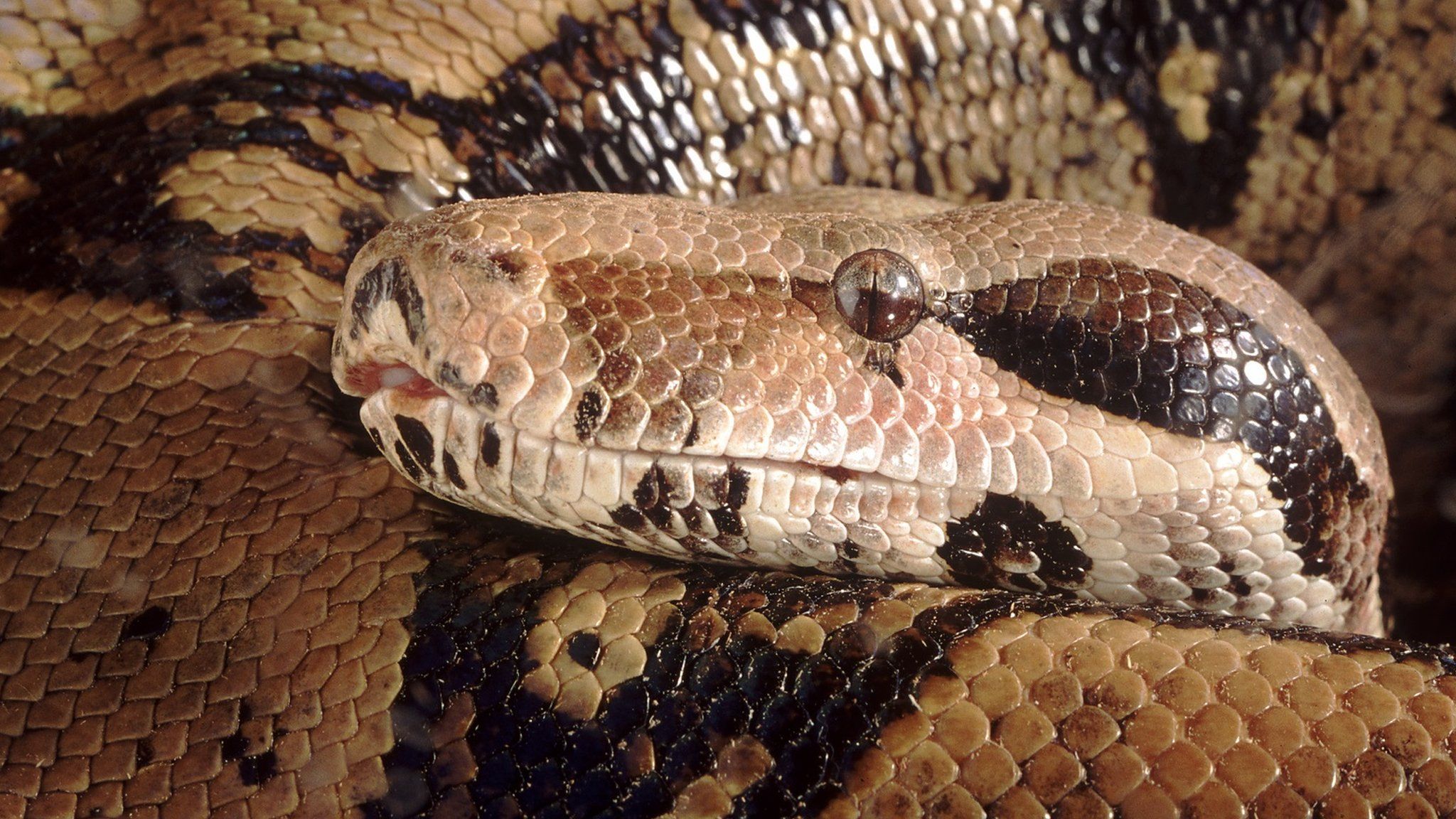 Snail mail surprise for Hinckley parcel workers - BBC News