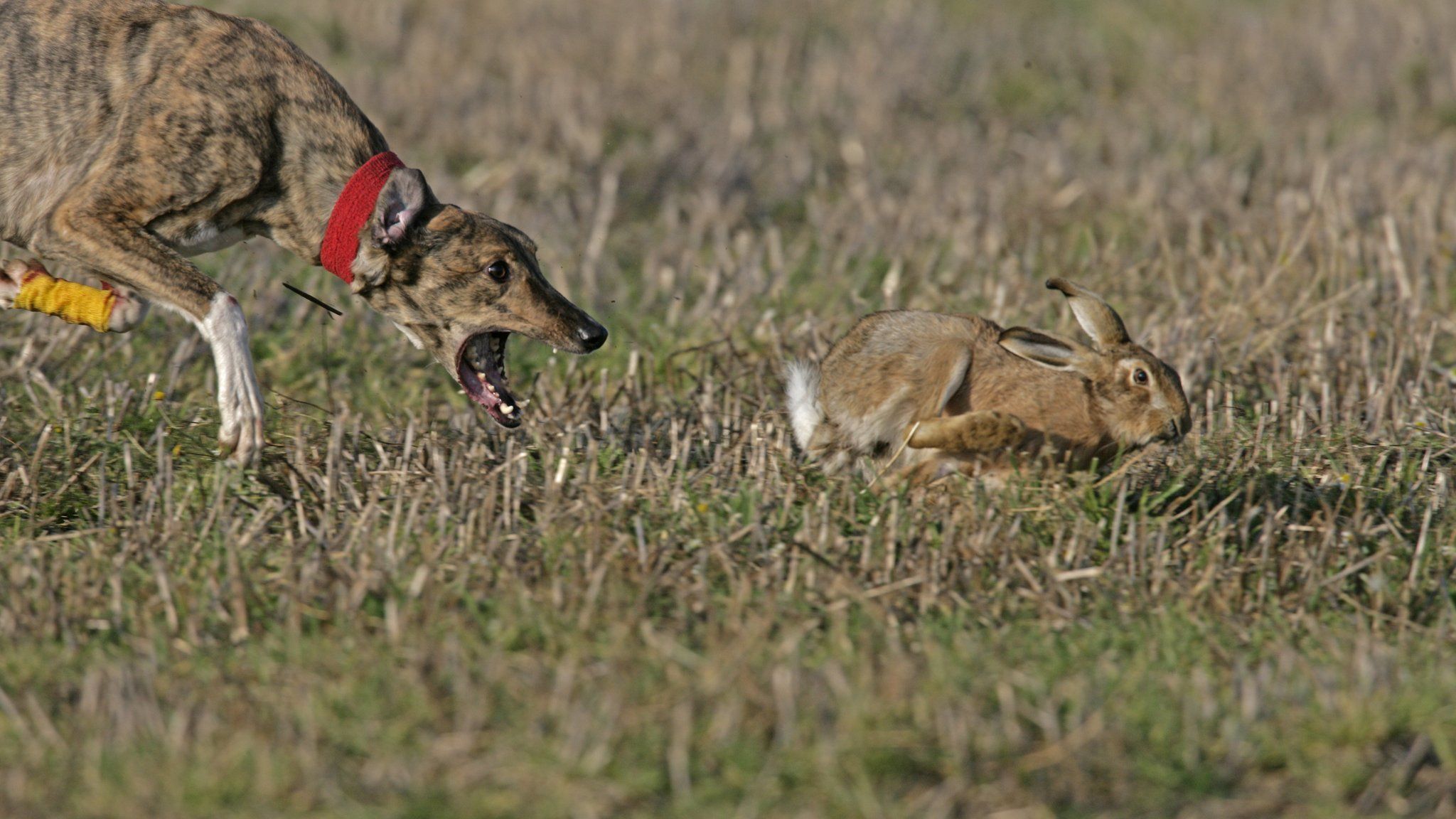 Fears over rise in hare coursing in Scotland - BBC News