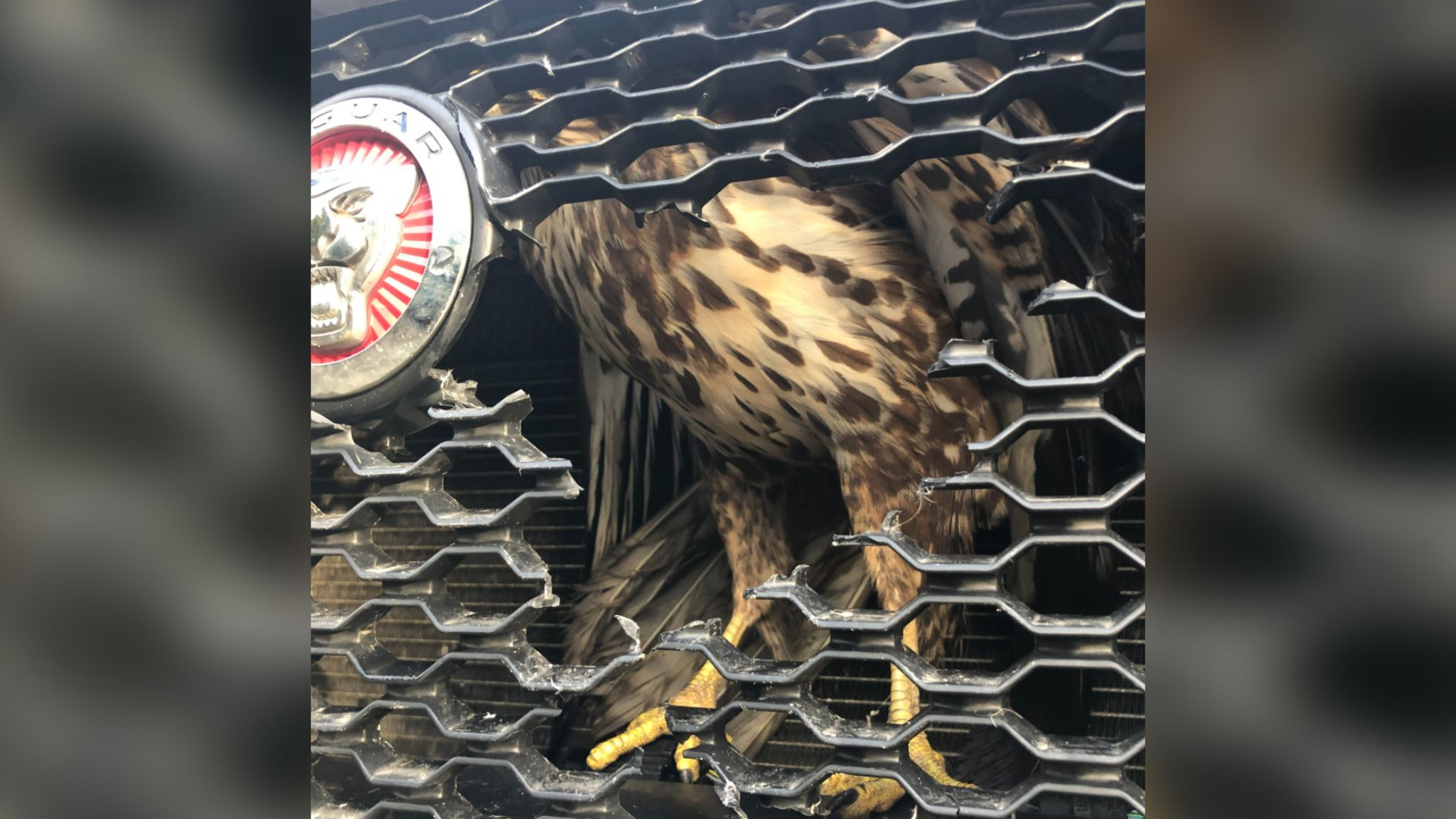 Buzzard survives after getting stuck in car grille - BBC News