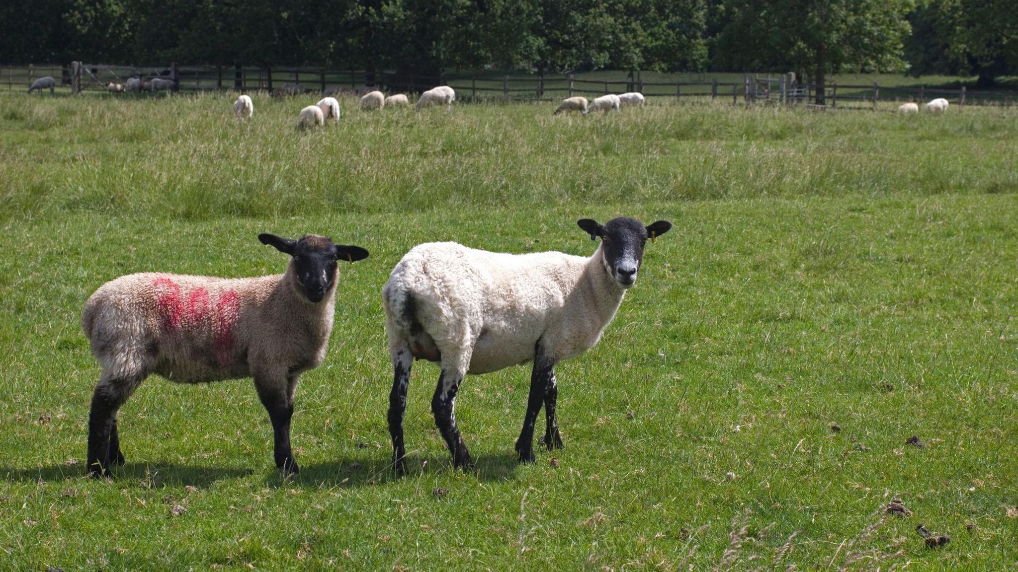 Five sheep killed in dog attack in Farthinghoe, police say - BBC News
