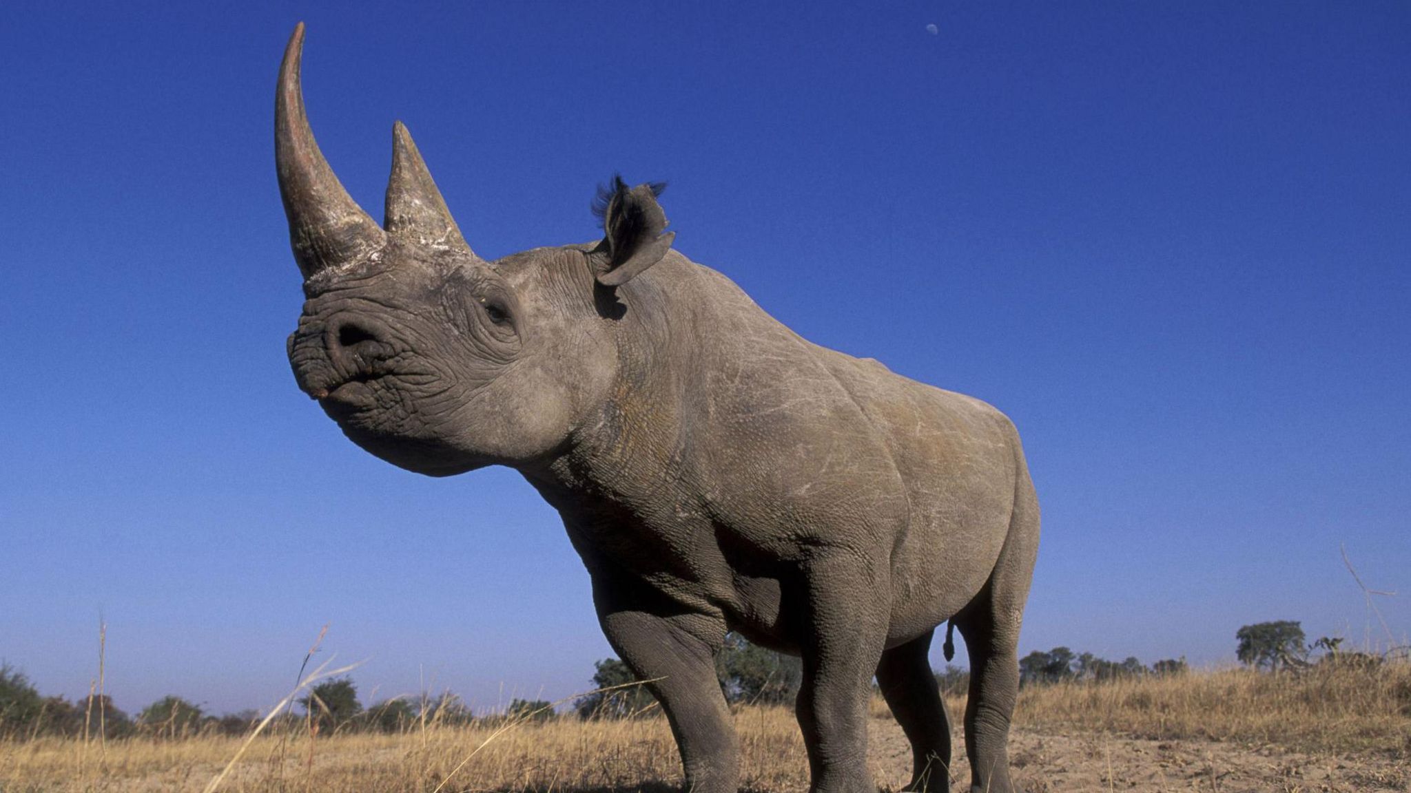 Radioactive rhino horns: The project aimed at stopping poaching - BBC ...