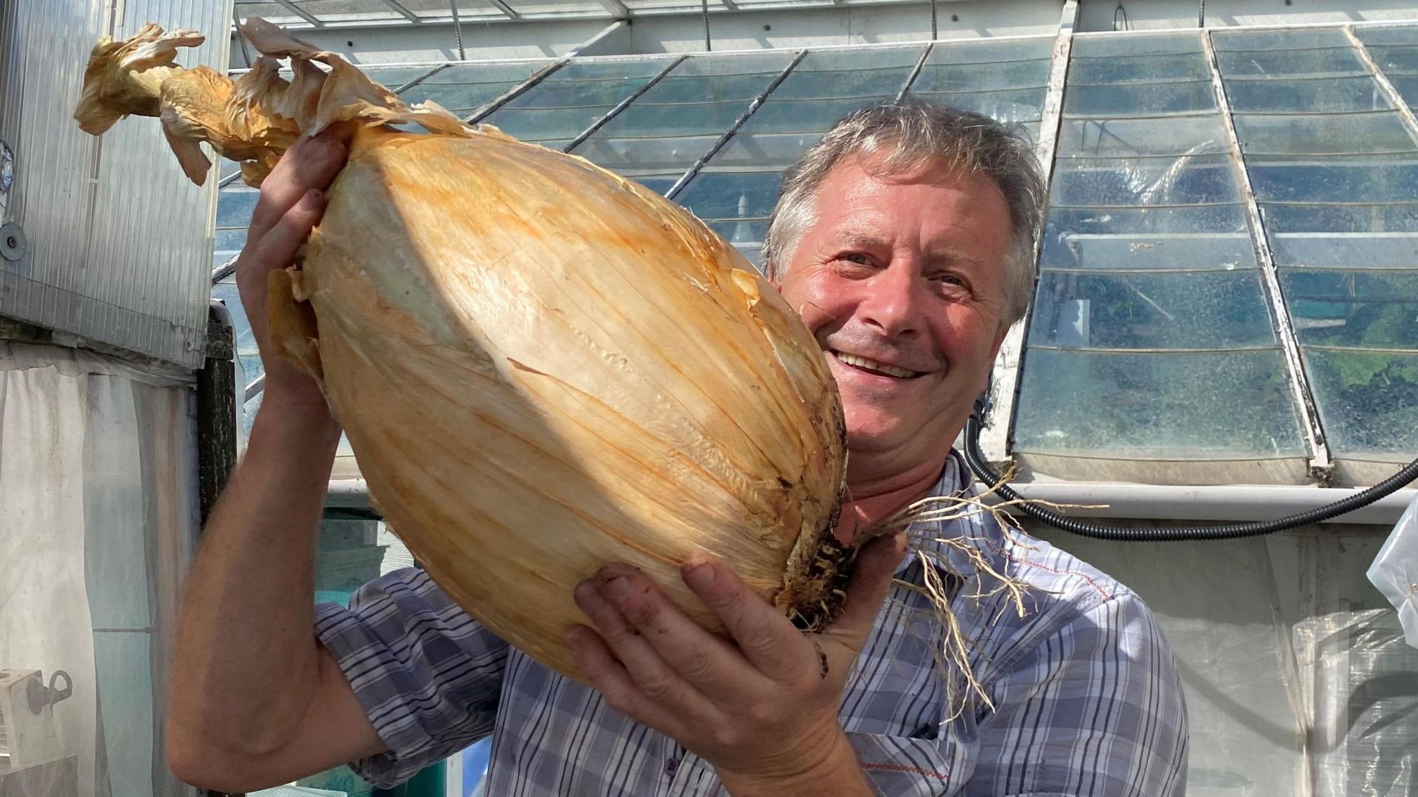 Giant onion in line for world record - BBC News