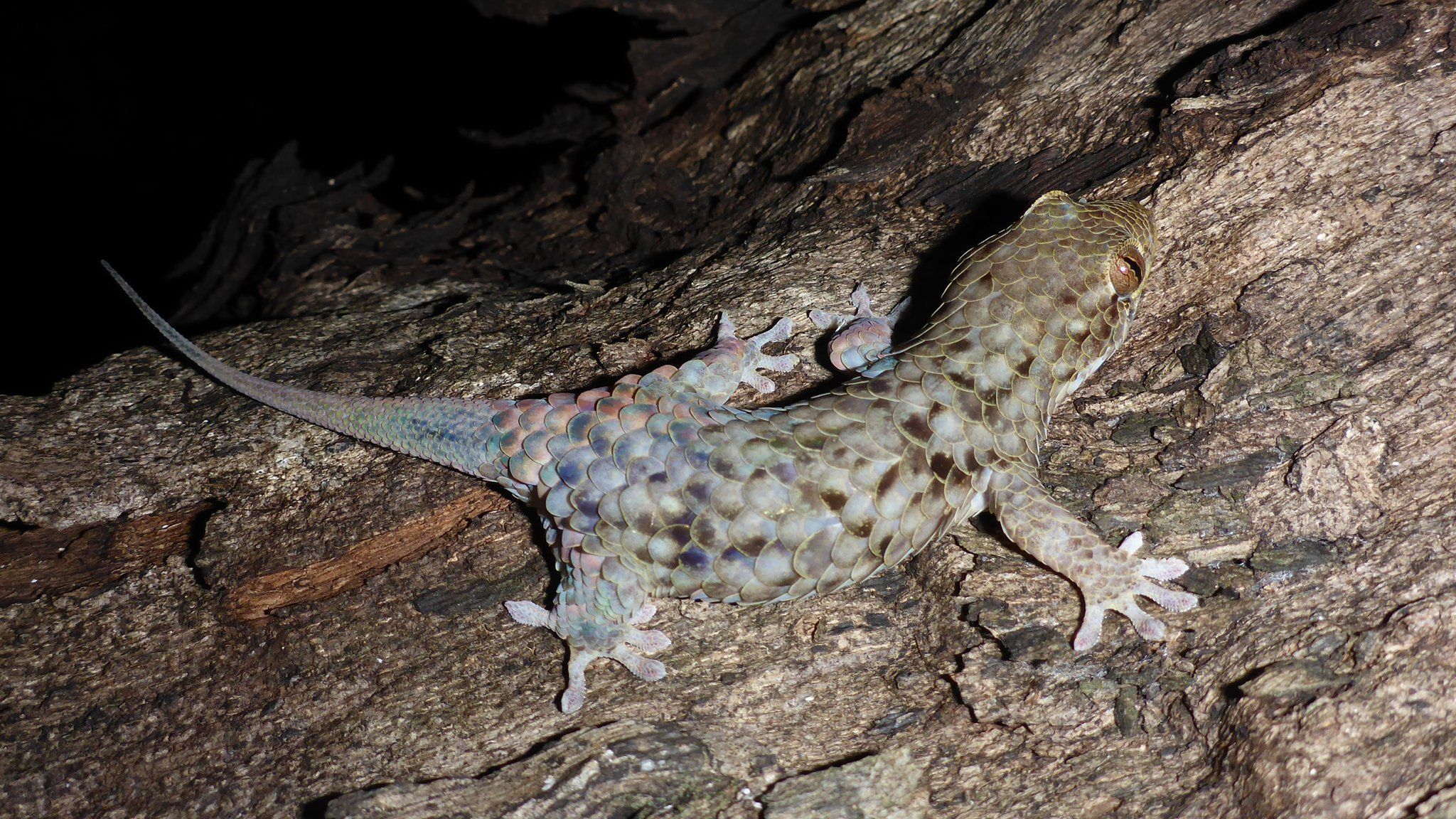Stowaway gecko found in Hertfordshire family's suitcase - BBC News