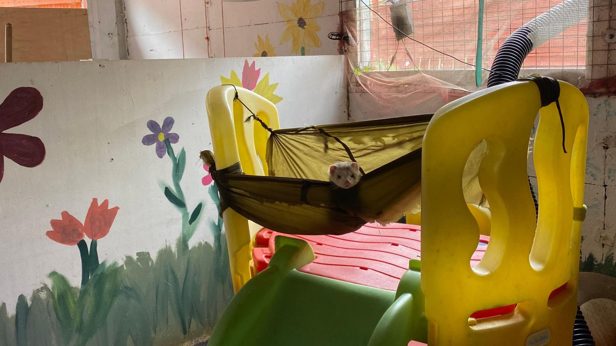 Animal rescuer builds ferret playground in Nottinghamshire home - BBC News