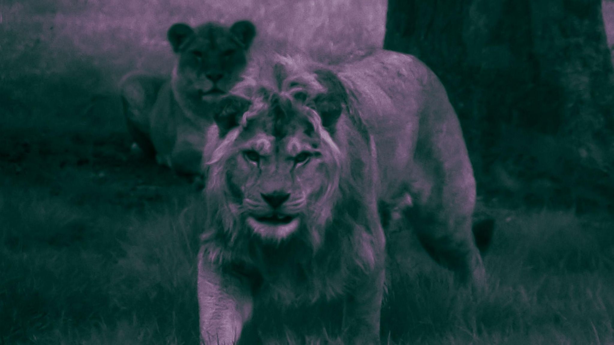 Night at the zoo: Amazing pictures of animals after dark - BBC Newsround