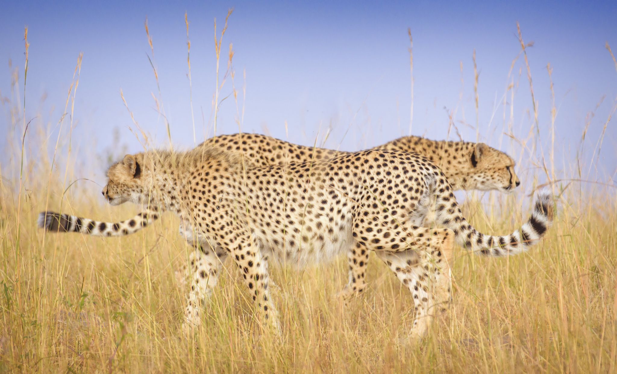 Animals: Take a look at these award-winning shots of cheetahs - BBC ...
