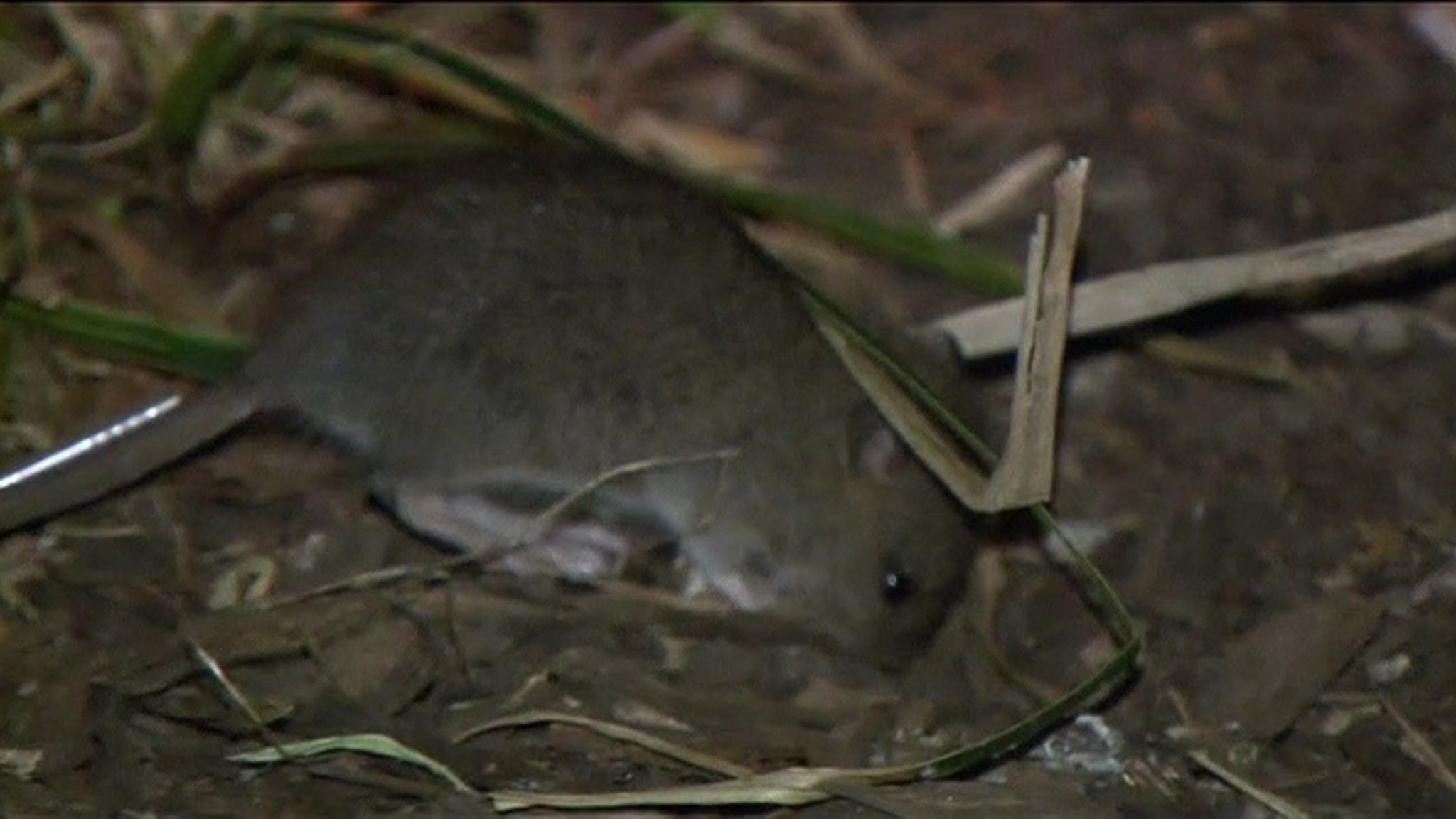 Air India flight turns back after rat spotted on board - BBC Newsround