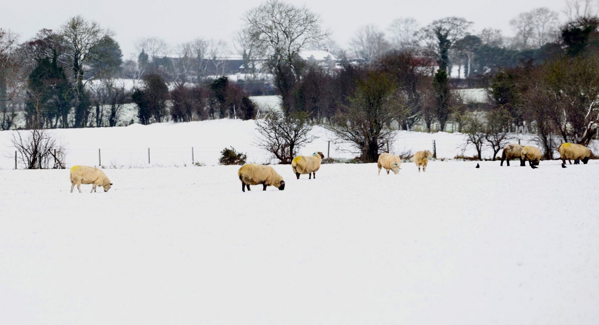In pictures: Snow falls across Northern Ireland - BBC News