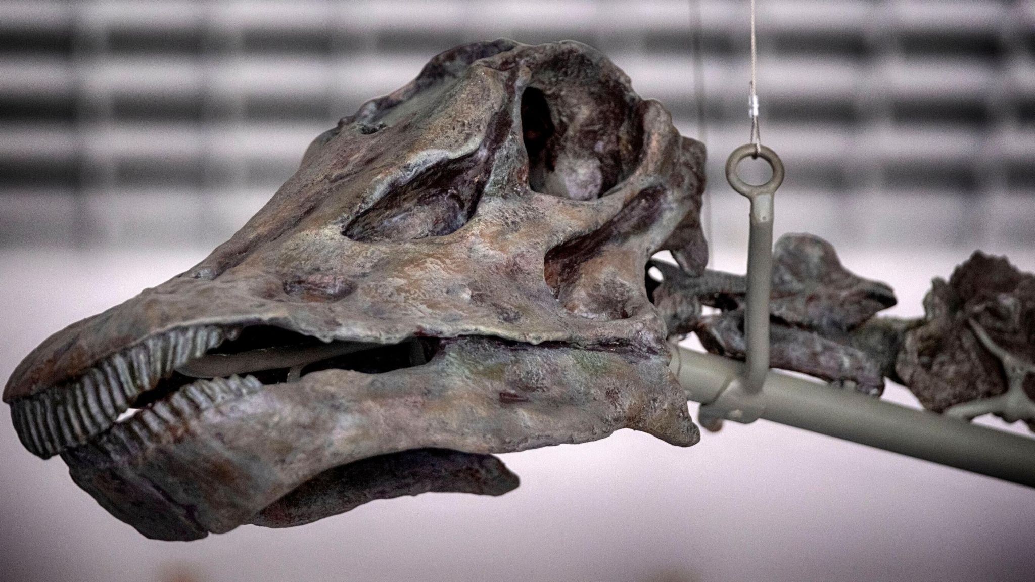Green-boned dinosaur to go on display in US museum - BBC Newsround