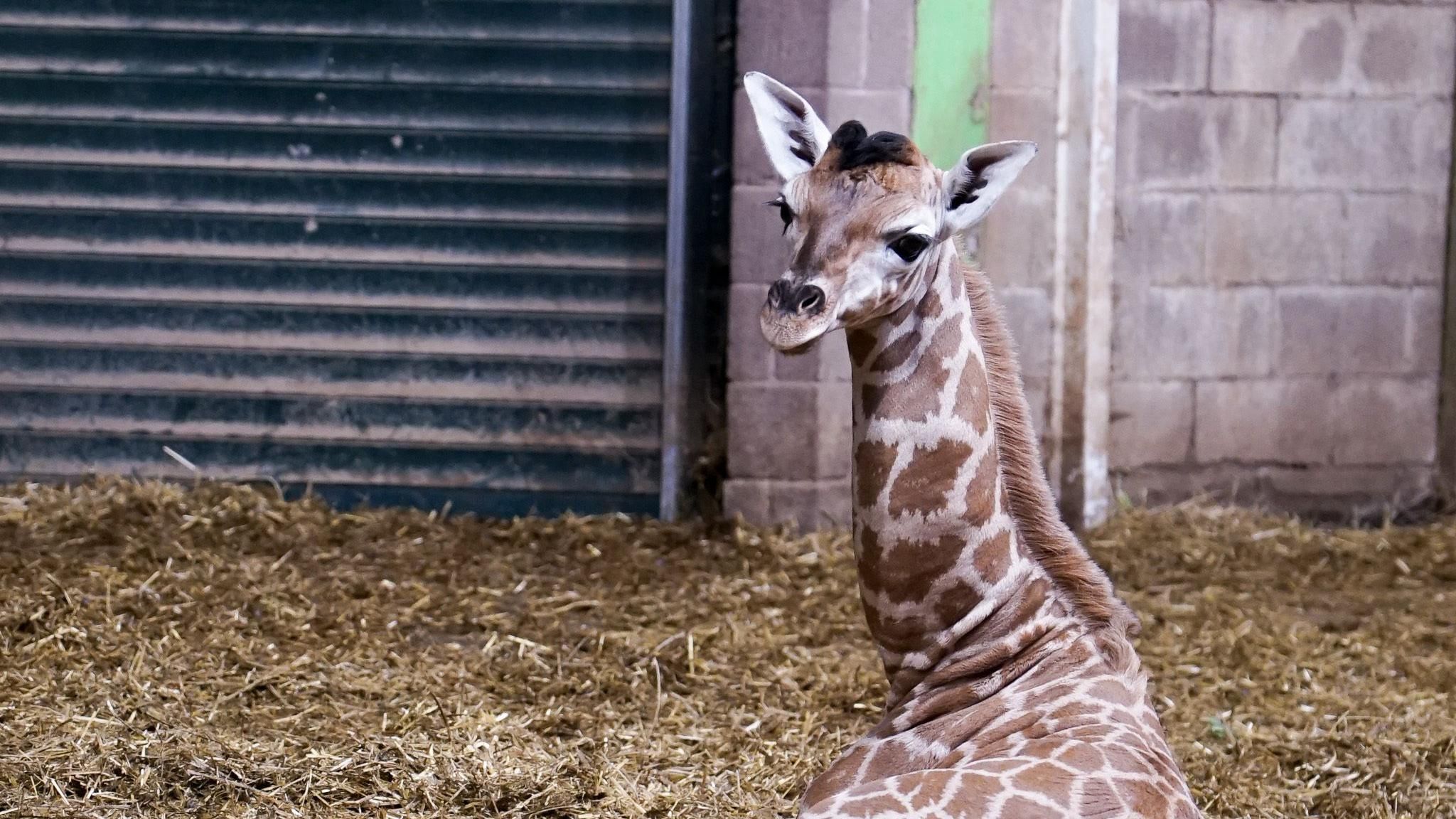 This baby giraffe needs a name - BBC Newsround