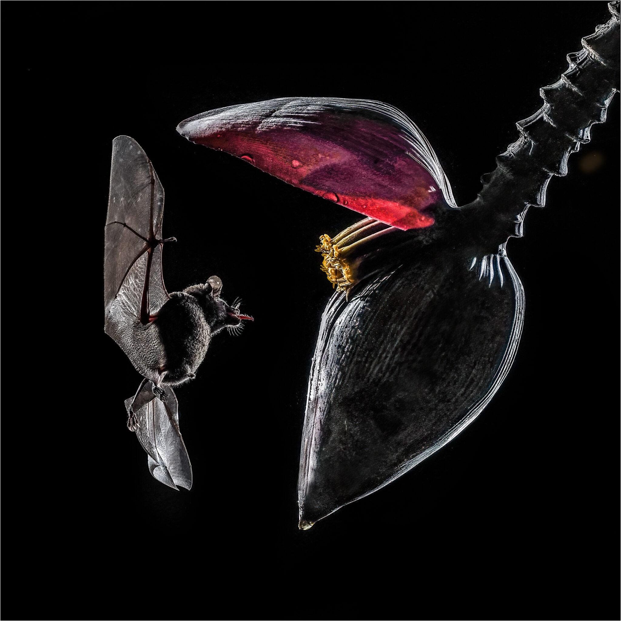 LCE photographer of the year 2024: Anti-gravity dog and thirsty wasps ...
