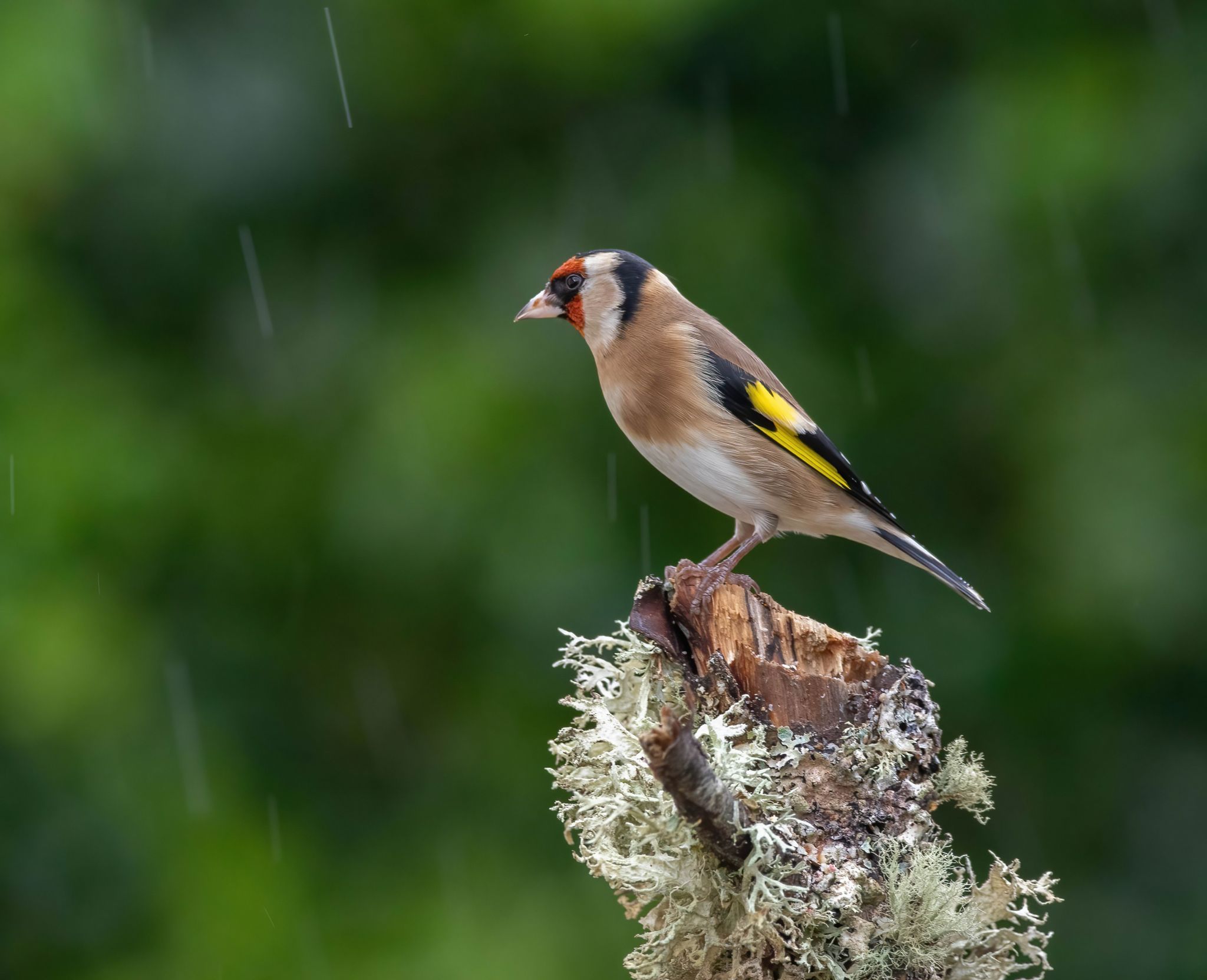 The wildlife of Cwm Elan - BBC Cymru Fyw