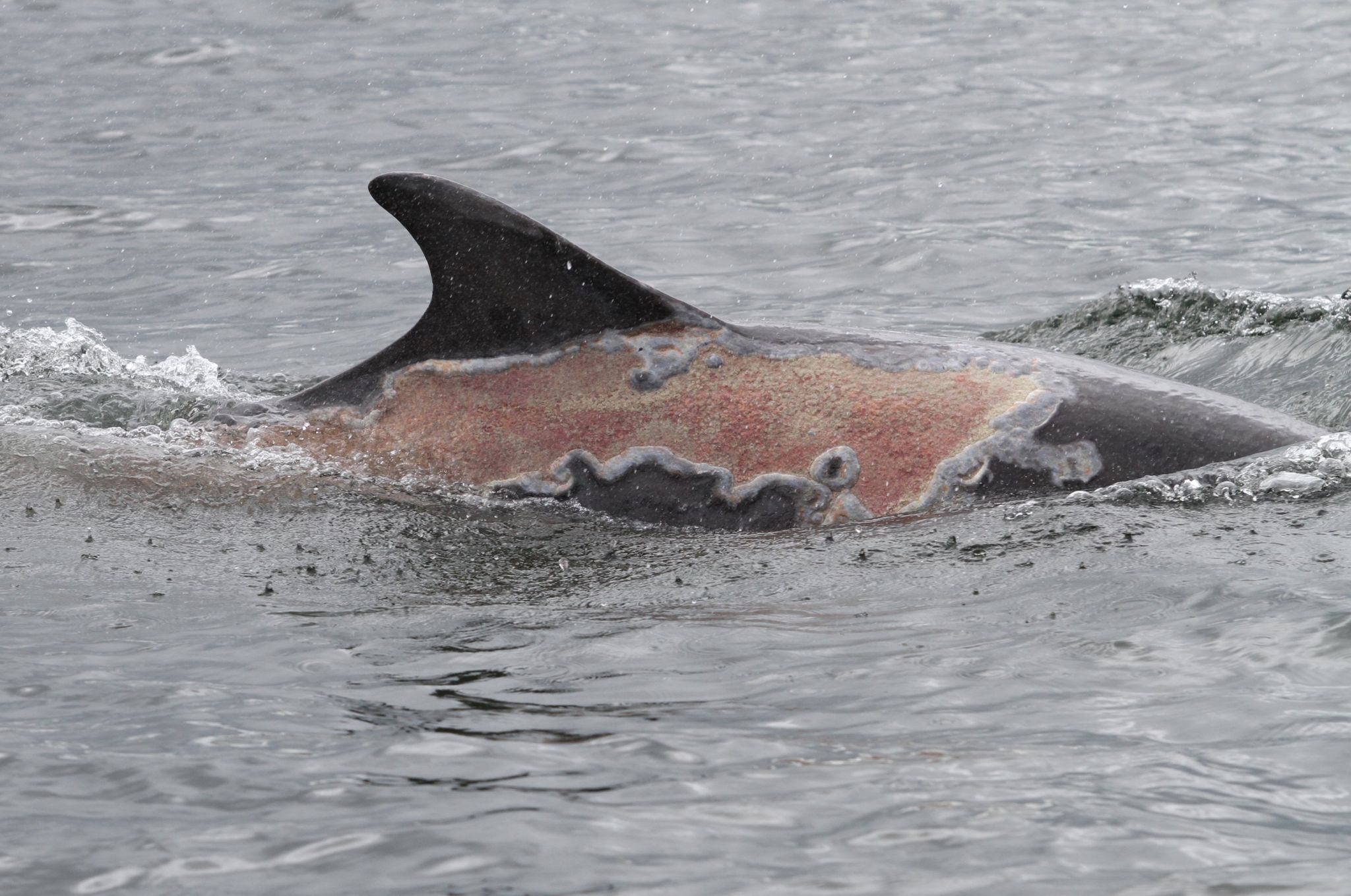 Photographs show healing of sunburned dolphin Spirtle - BBC News