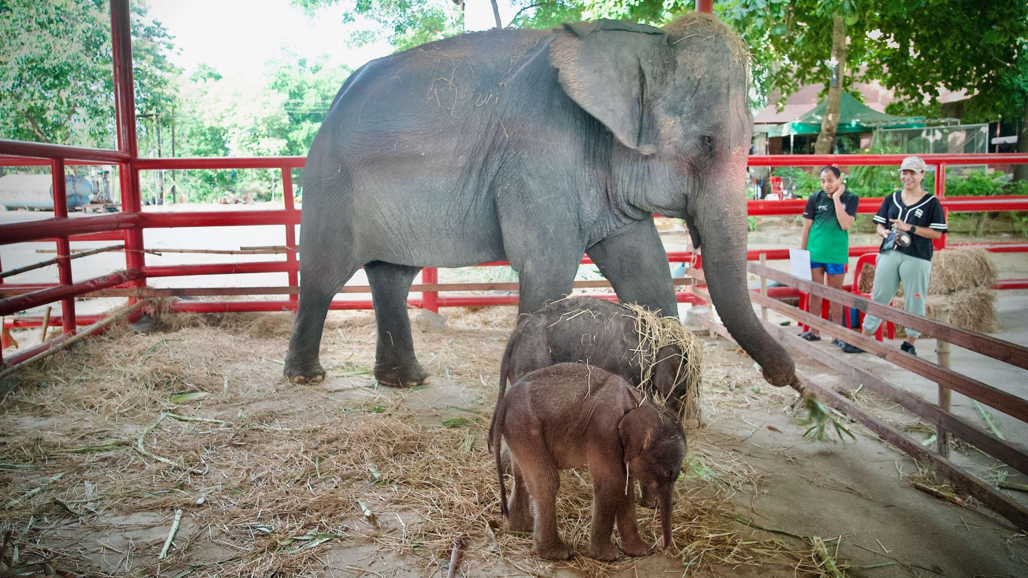 Rare twin elephants born in Thailand 'miracle' - BBC News