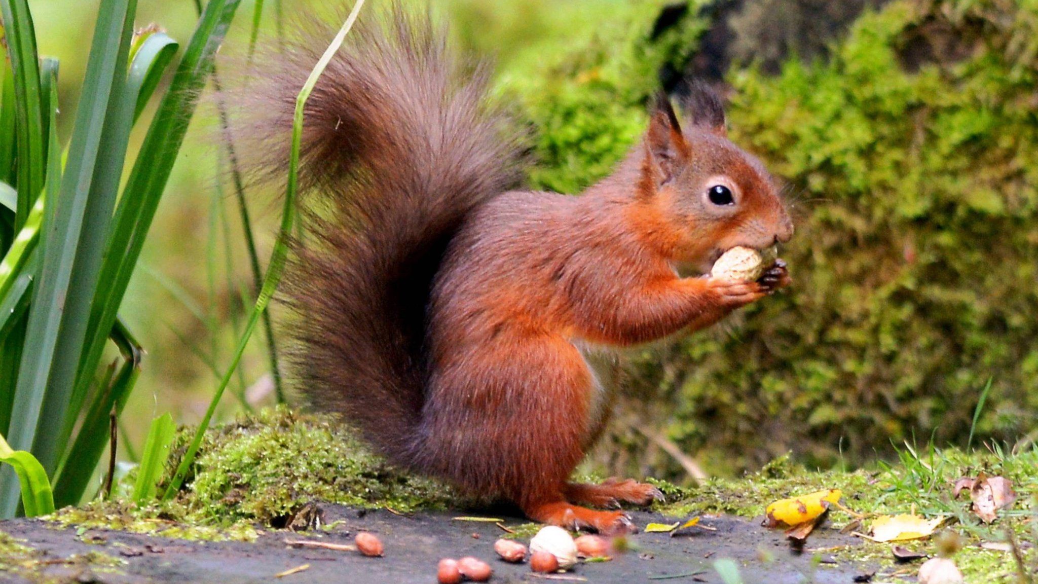 Red squirrels return to National Trust's Wallington - BBC News