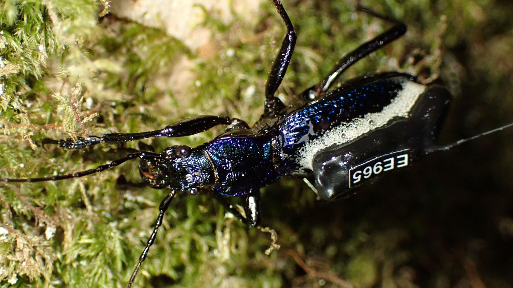 Scientists use 'mini backpacks' to study UK's rarest beetle - BBC Newsround