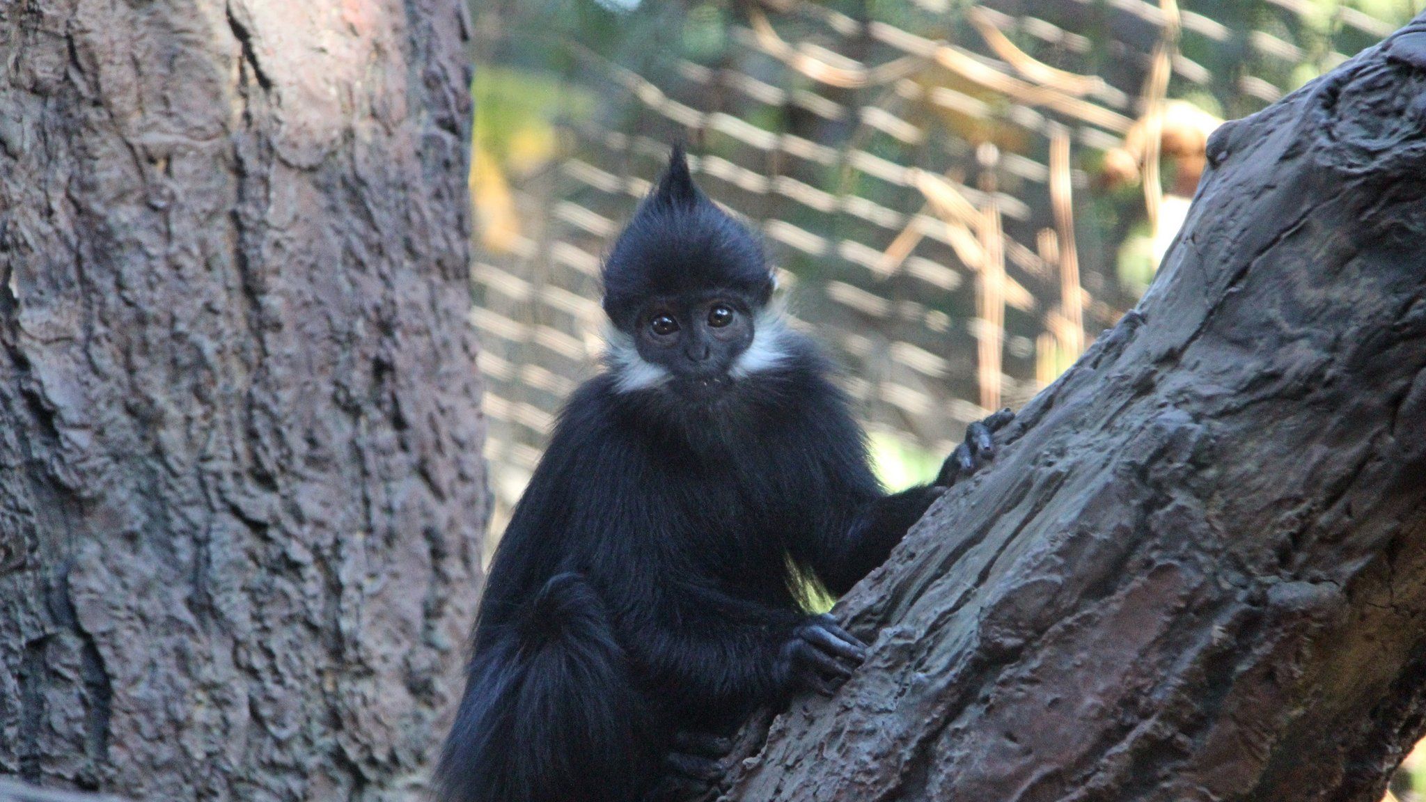 Rare baby Francois' langur monkey born at zoo - BBC Newsround