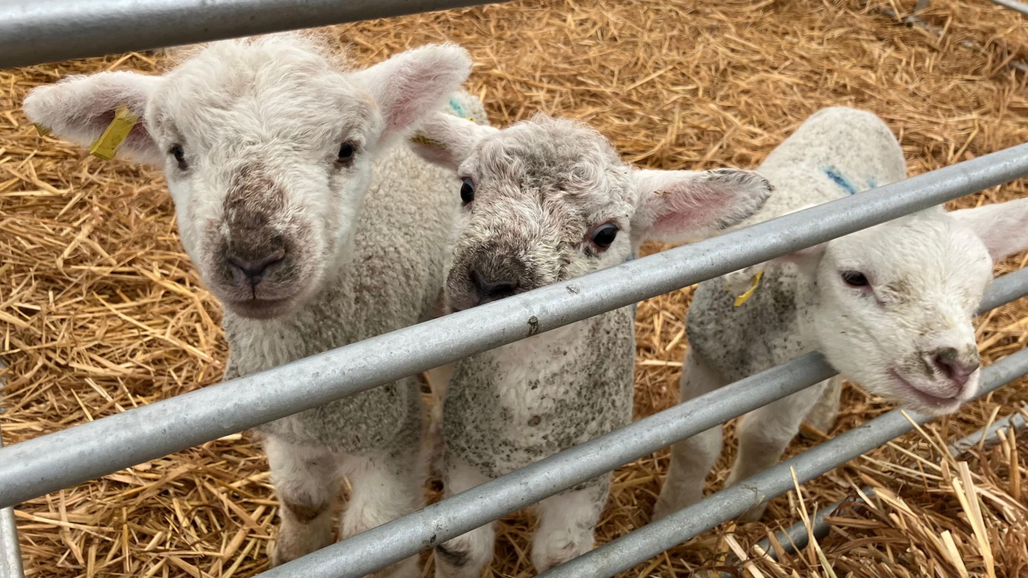 Irchester estate welcomes record number of lambs - BBC News