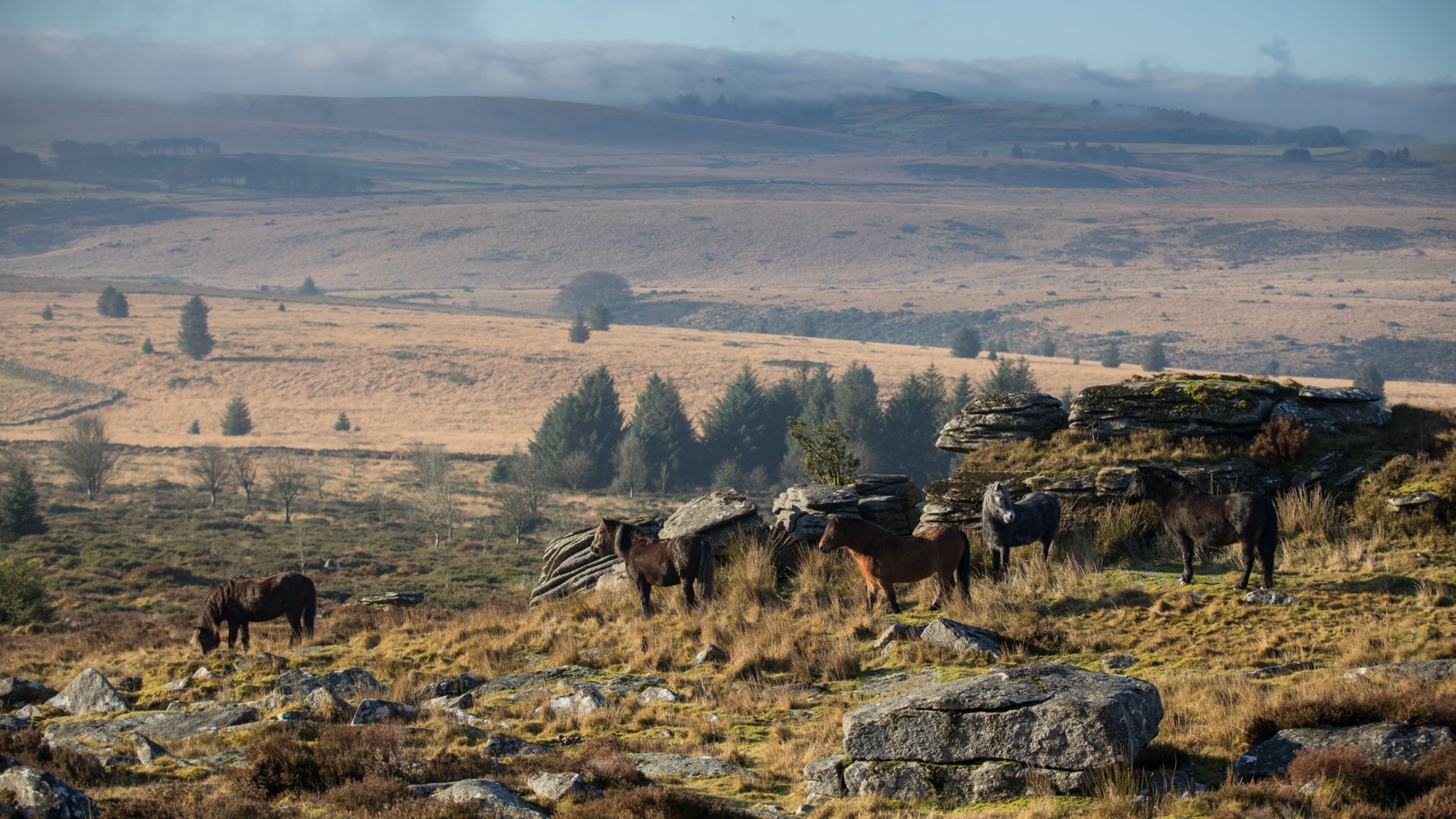 Dartmoor pony herd to increase to help restore moorland - BBC News
